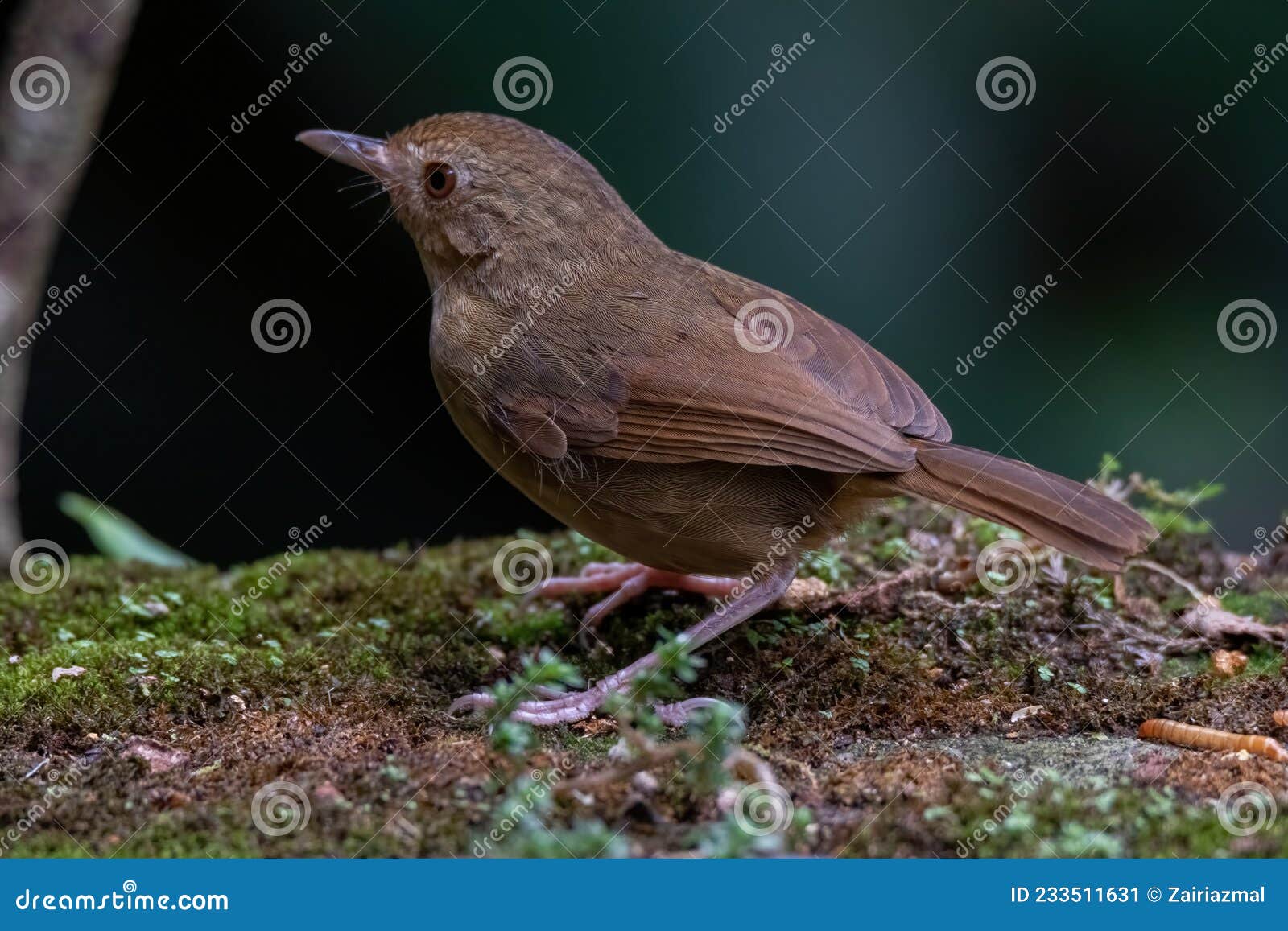 Buff-breasted Babbler Stock Photography | CartoonDealer.com #37625228