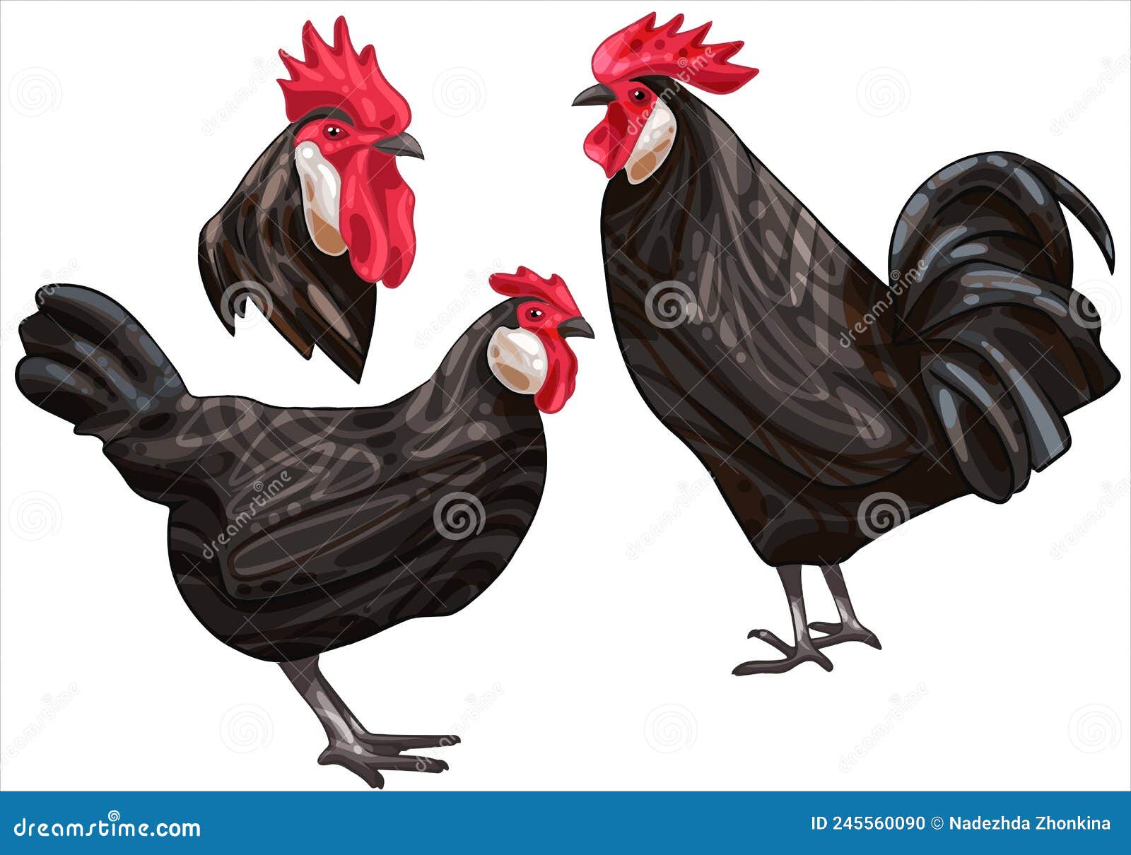 Buff Cochin Cartoon Vector | CartoonDealer.com #245560095