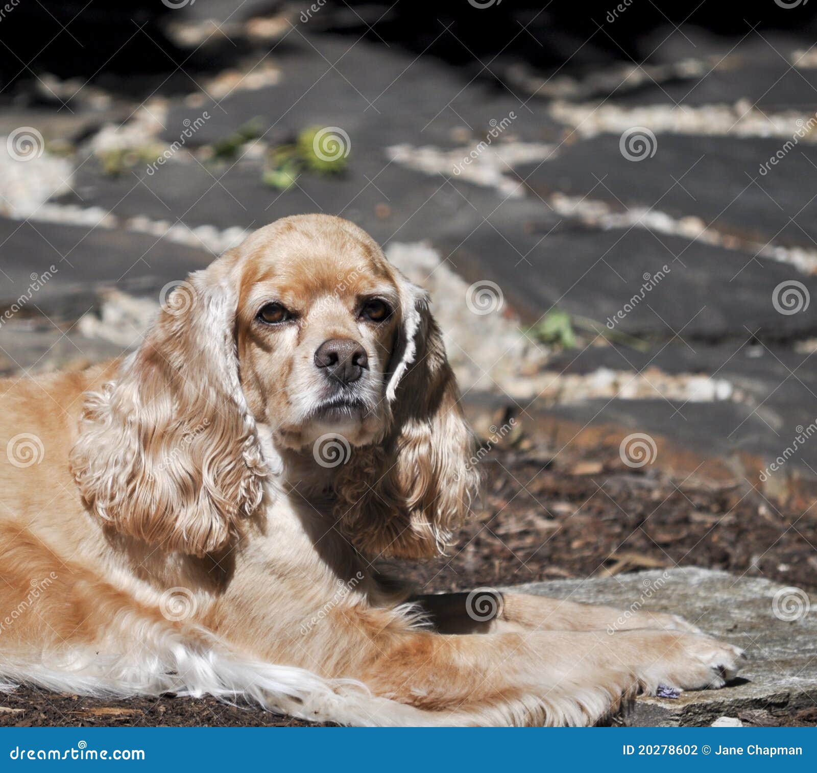 Buff Colored Cocker Spaniel Stock Photo - Image of canine, companion ...