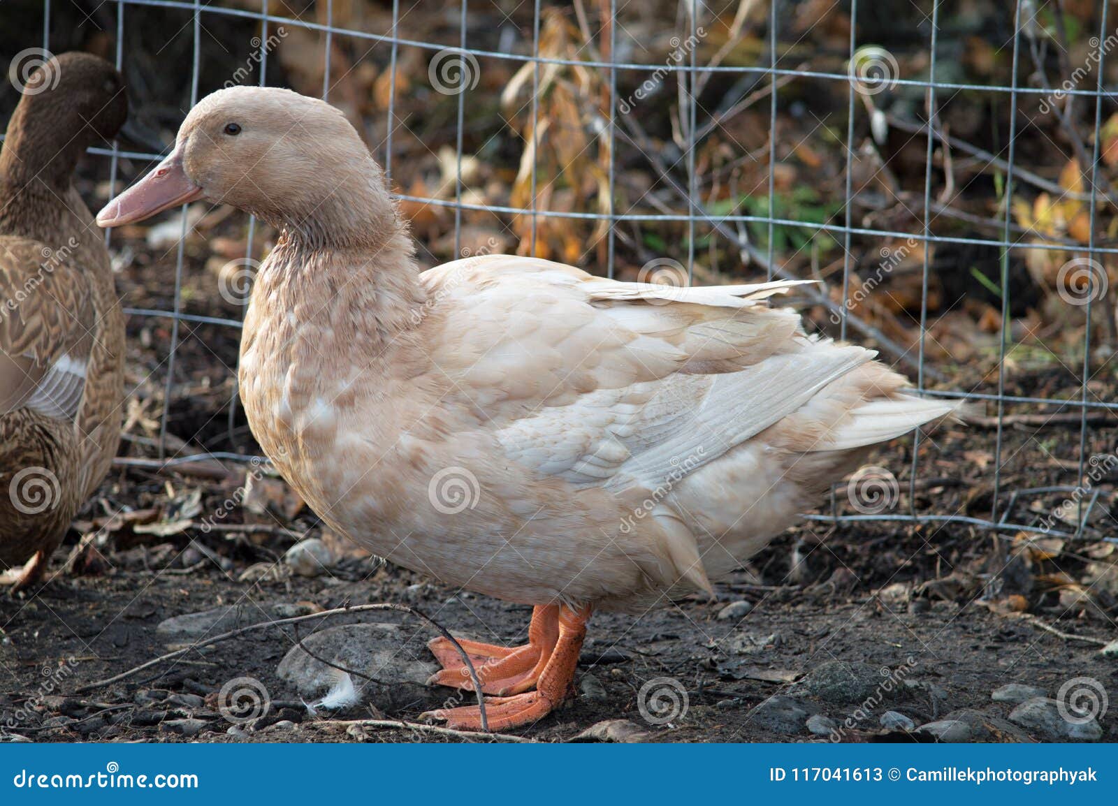 Buff Duck Hen stock image. Image of pets, chick, hatching - 117041613