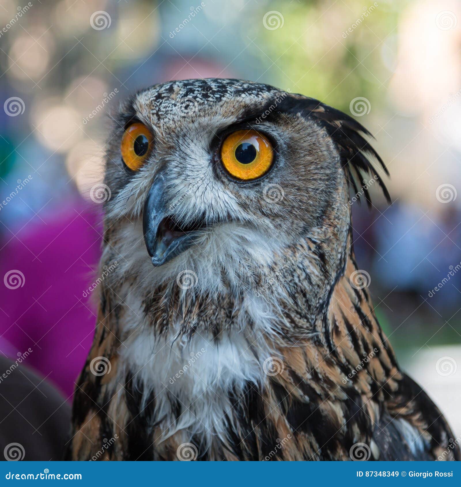Buff Eurasian Eagle-owl, Birds Theme Stock Image - Image of falcon ...