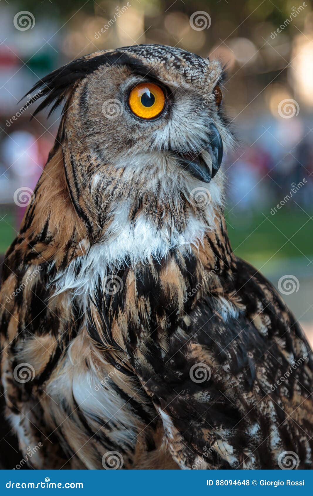 Buff Eurasian Eagle-owl, Birds Theme Stock Photo - Image of brown ...