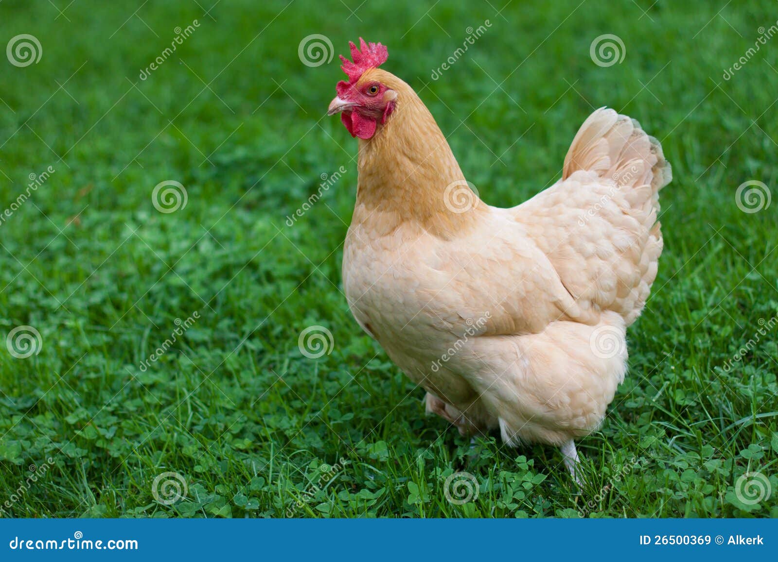 Buff Hen in grass stock image. Image of suburban, copy - 26500369