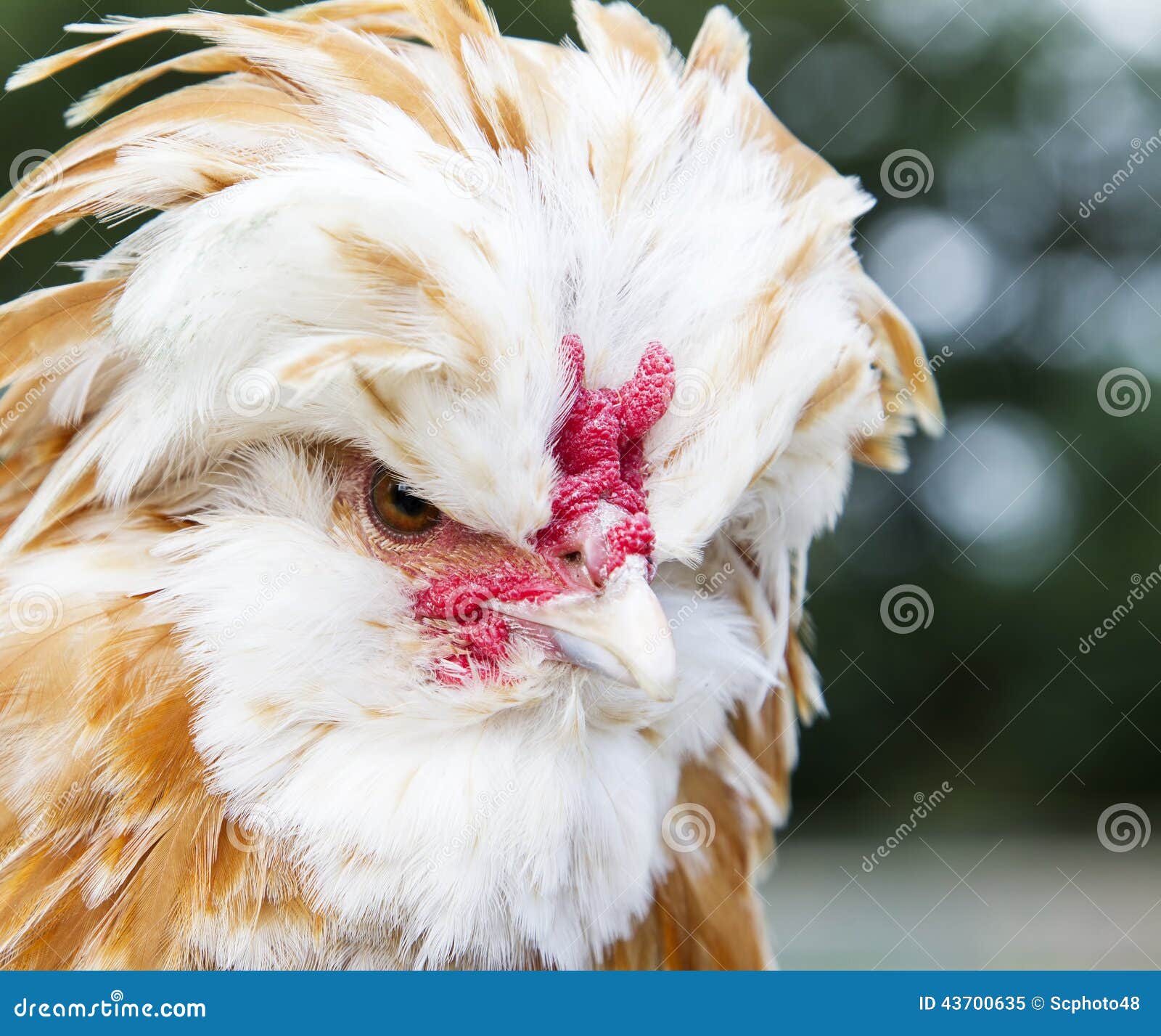 Buff Laced Polish chicken stock image. Image of england - 43700635