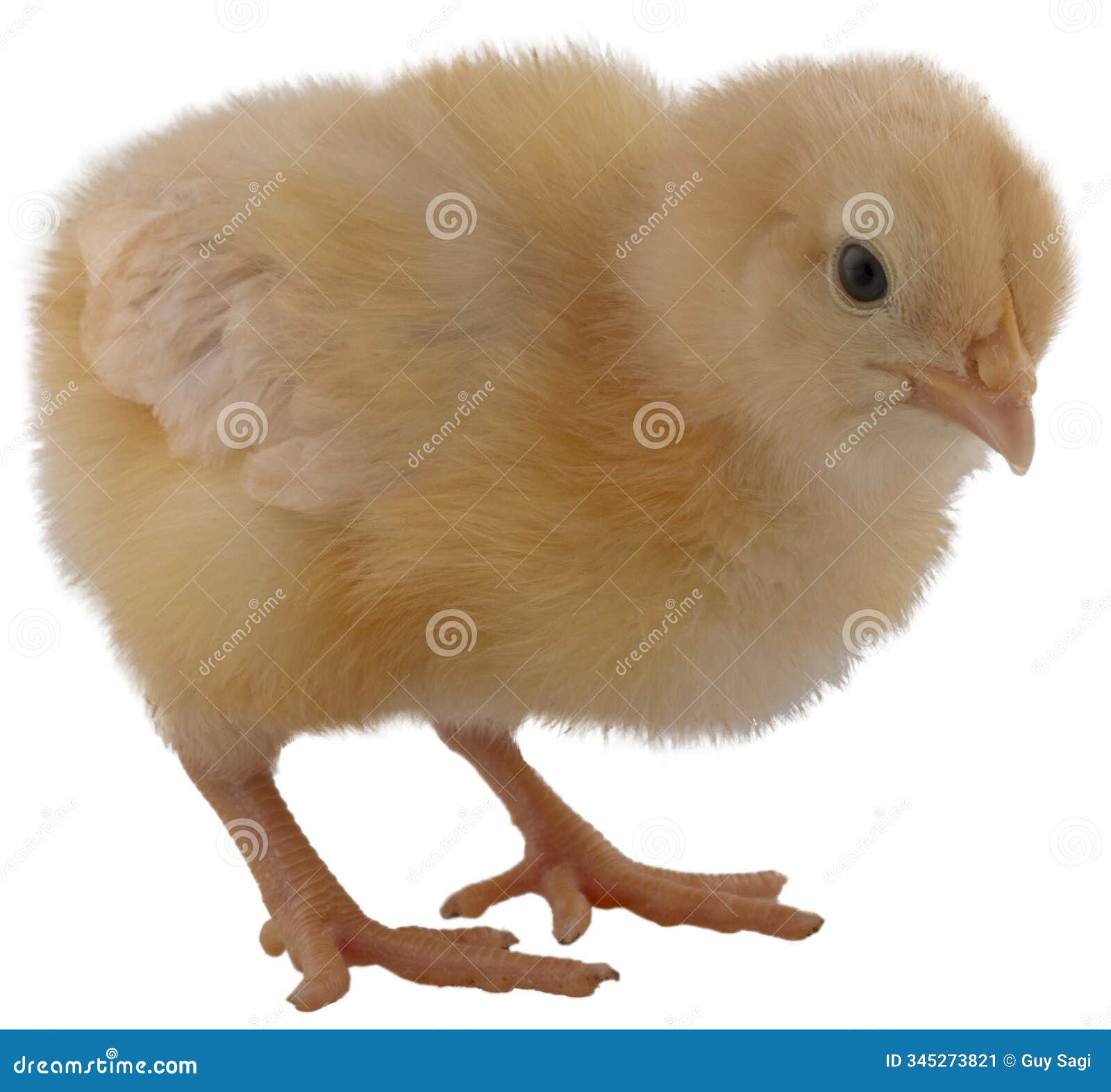 Buff Orpington Chick Isolated Stock Image - Image of holiday, chicken ...