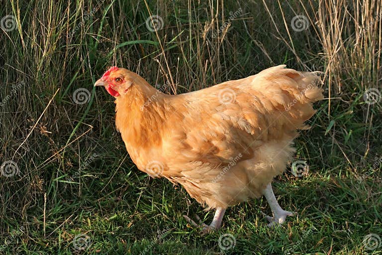 Buff Orpington Chicken stock image. Image of field, beak - 1575717