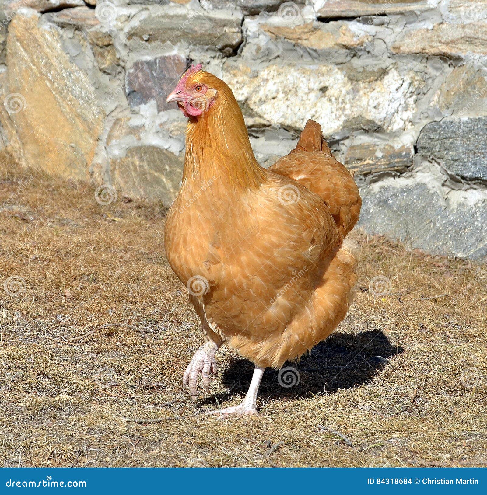 Buff Orpington Chicken Doing a Strut Stock Photo - Image of background ...