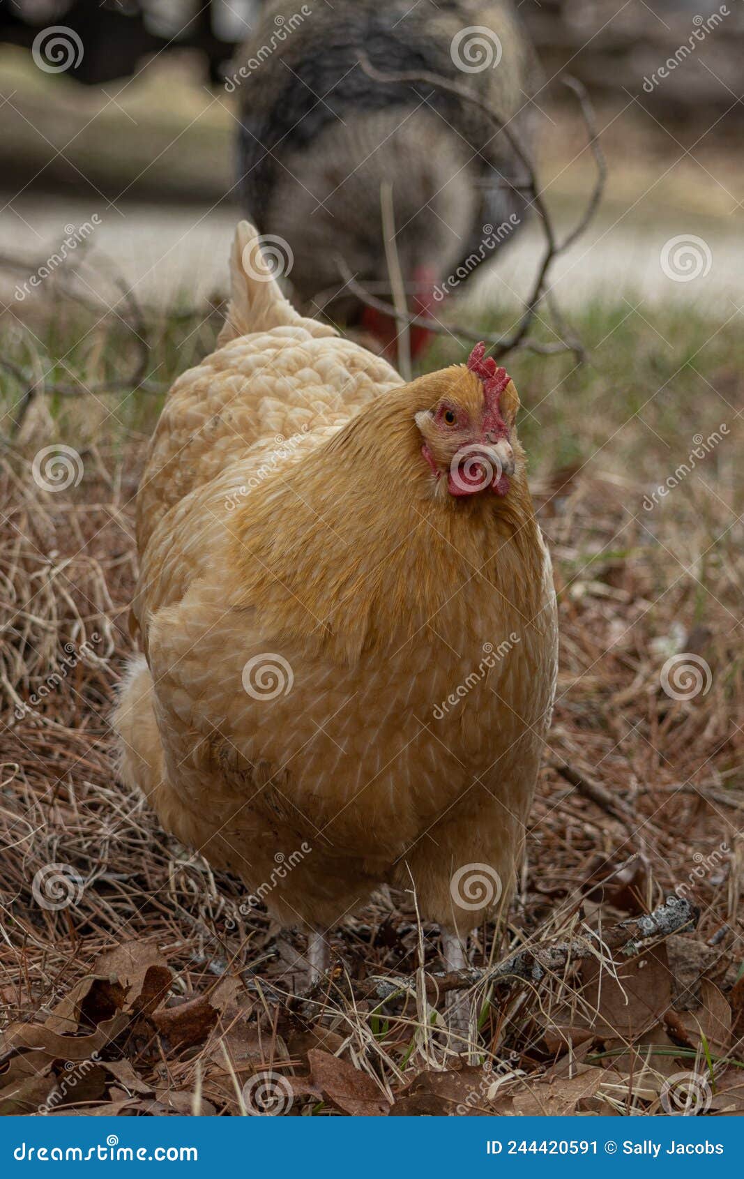Buff orpington chicken hen stock image. Image of orpington - 244420591