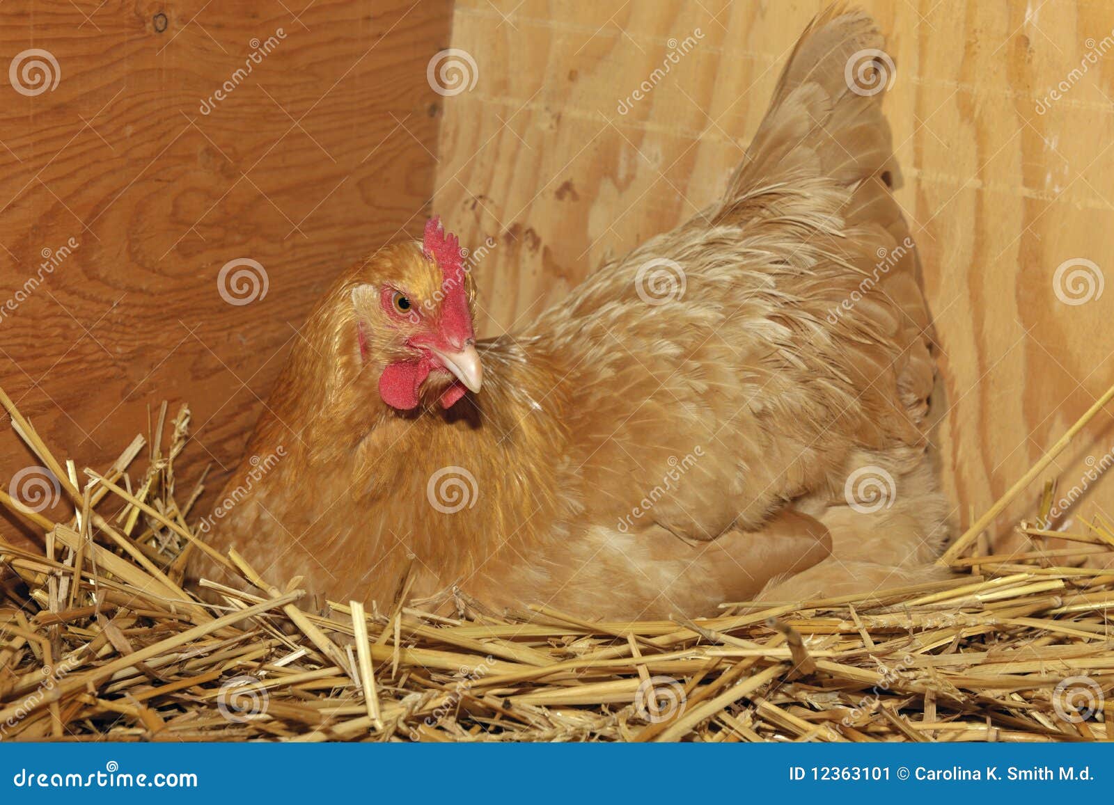 Buff Orpington Chicken Hen On Nest. Royalty-Free Stock Photography ...