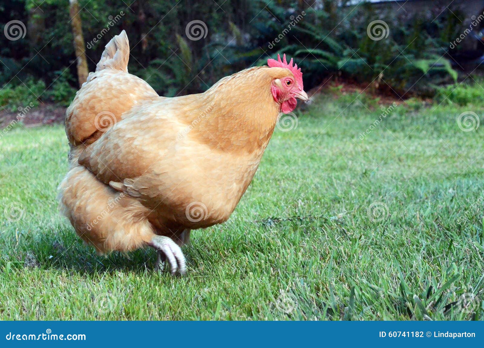 Buff Orpington Chicken Running Stock Photo - Image of orpington ...