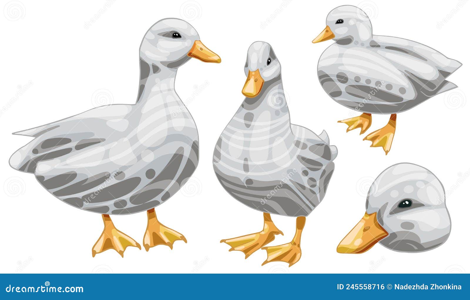 Buff Orpington Drake Cartoon Vector | CartoonDealer.com #245558711