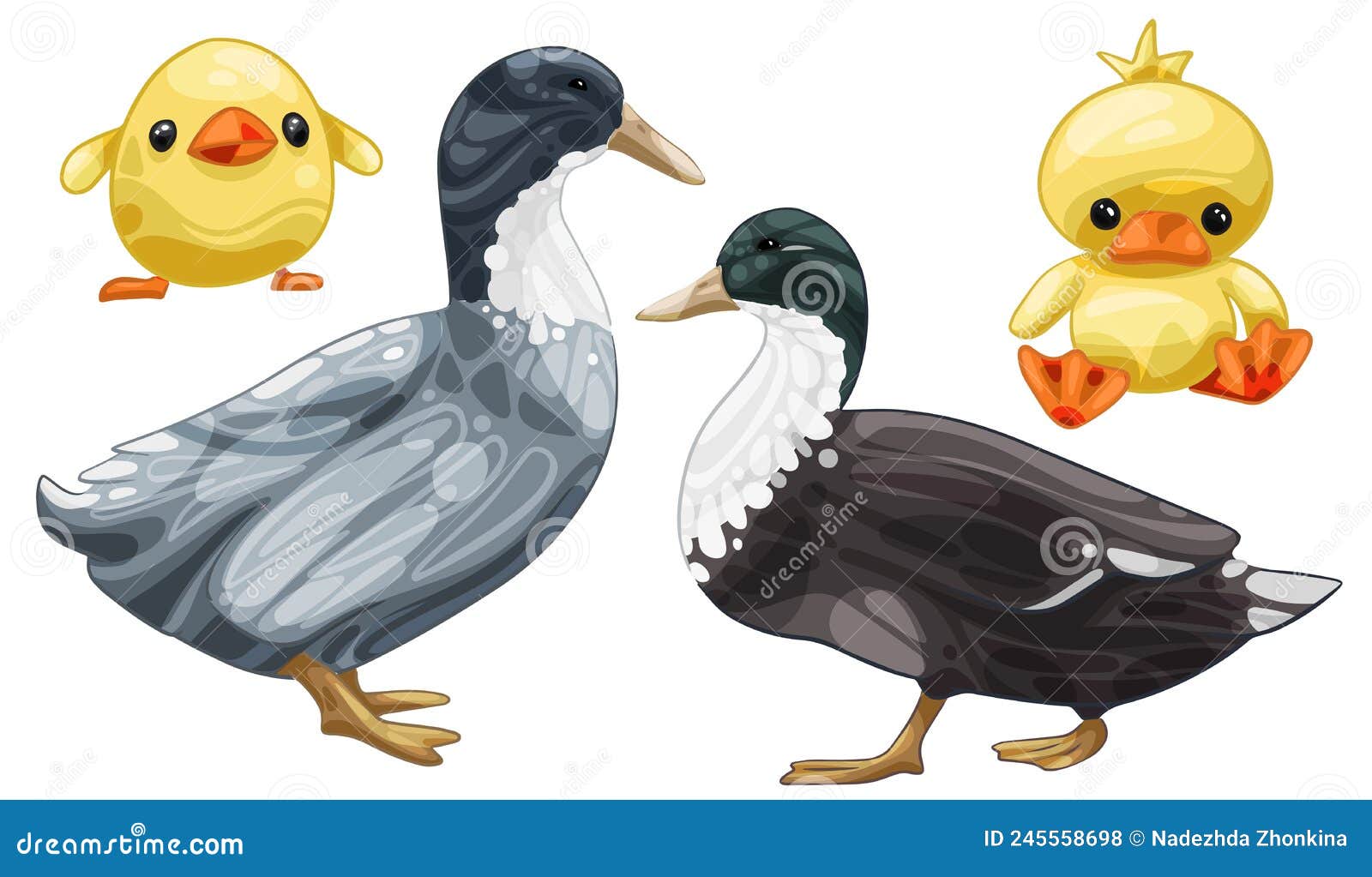Buff Orpington Duck Cartoon Vector | CartoonDealer.com #245558585