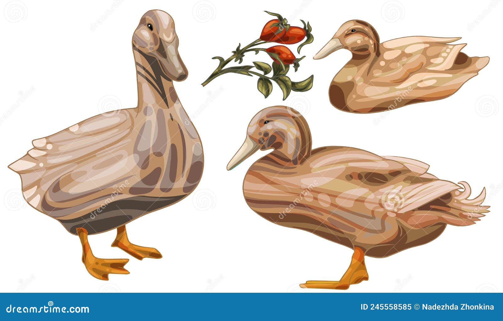 Buff Orpington Duck Cartoon Vector | CartoonDealer.com #245558585