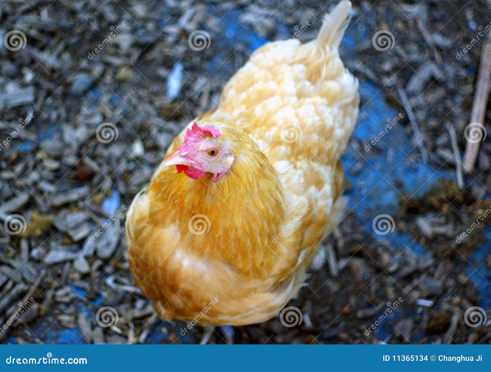Buff orpington hen stock photo. Image of thinking, cute - 11365134