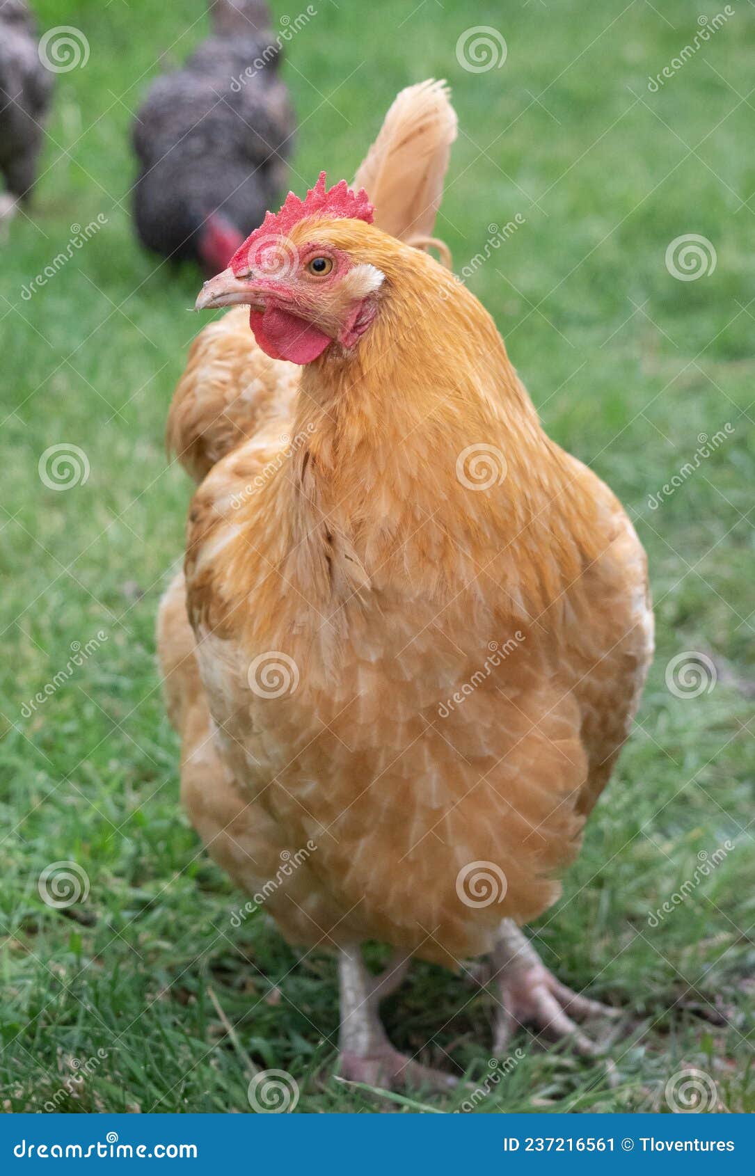 Buff Orpington Hen Facing Camera Stock Image - Image of fluffy ...