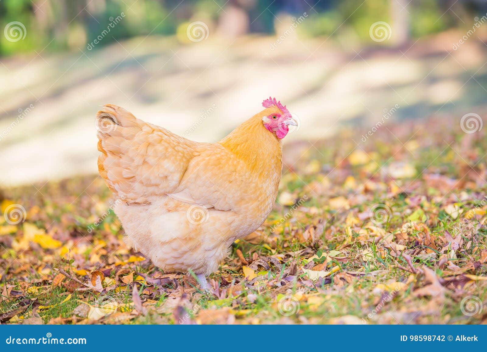 Buff Orpington Hen Foraging in the Fall Leaves Stock Photo - Image of ...