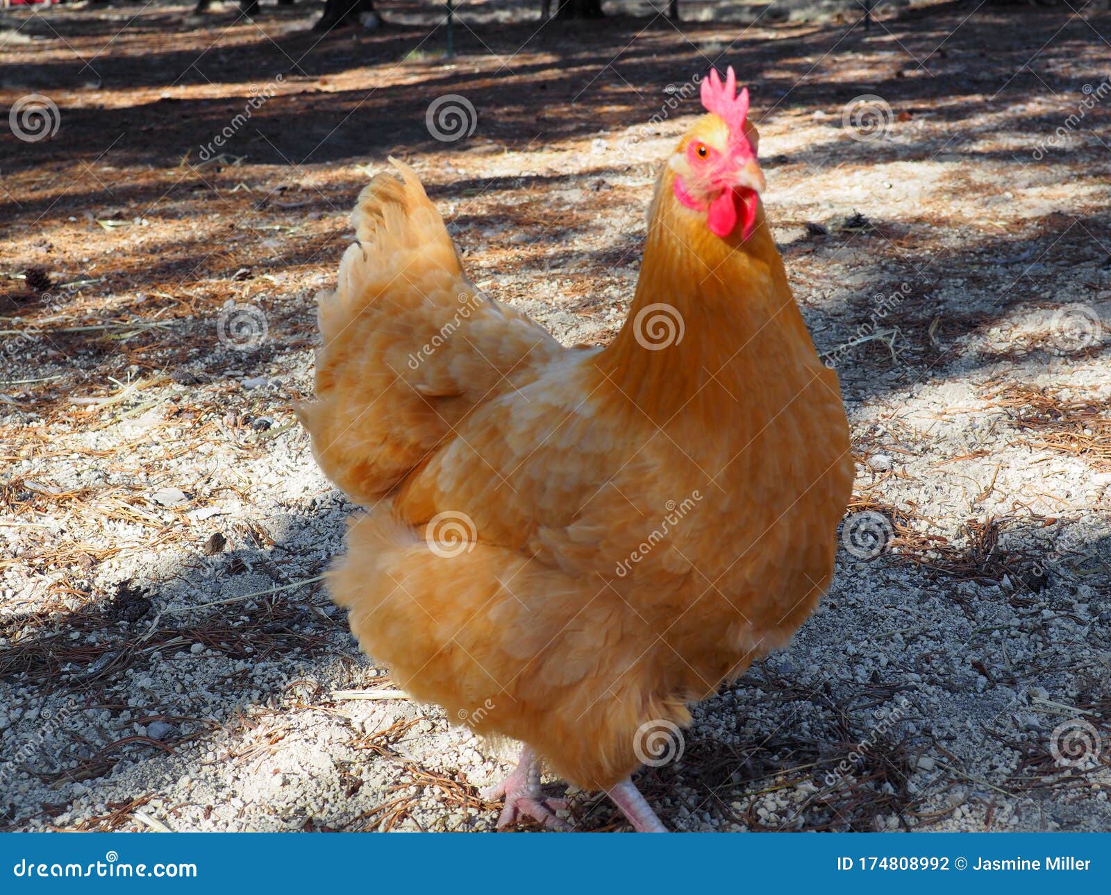 Buff Orpington Looking for Snacks Stock Photo - Image of buff, yellow ...