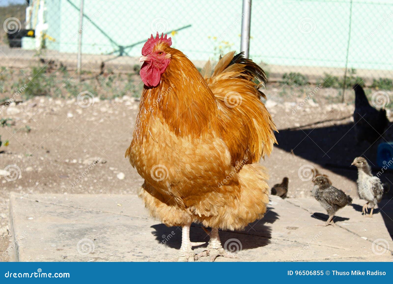 Buff orpington rooster stock image. Image of rooster - 96506855