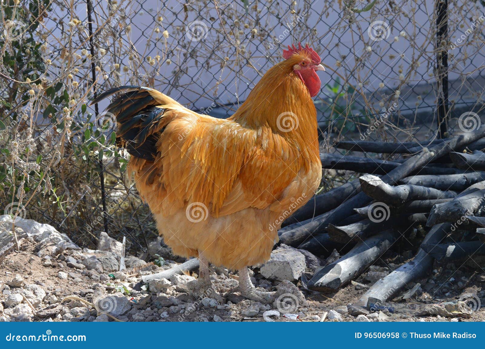 Buff orpington rooster stock photo. Image of breed, farming - 96506958