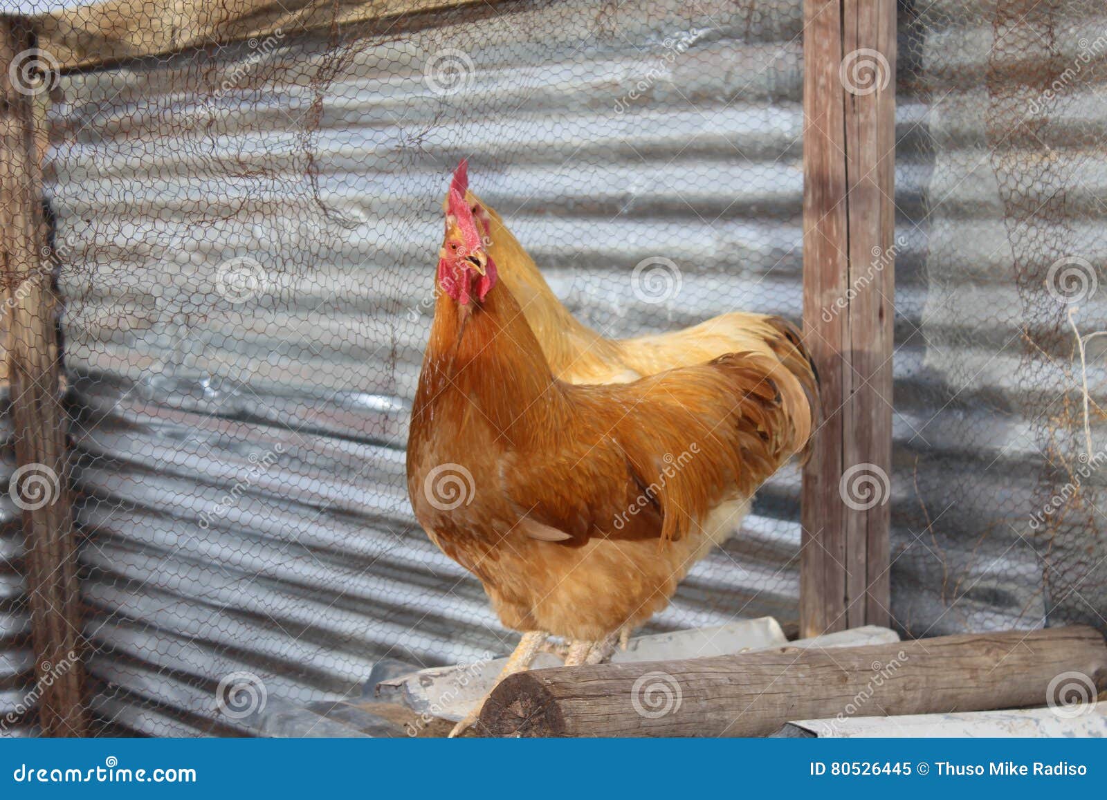 Buff orpington roosters stock image. Image of house, buff - 80526445