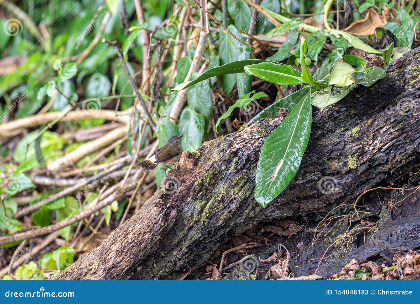 Buff-rumped Warbler (Myiothlypis Fulvicauda) in Costa Rica Stock Image ...