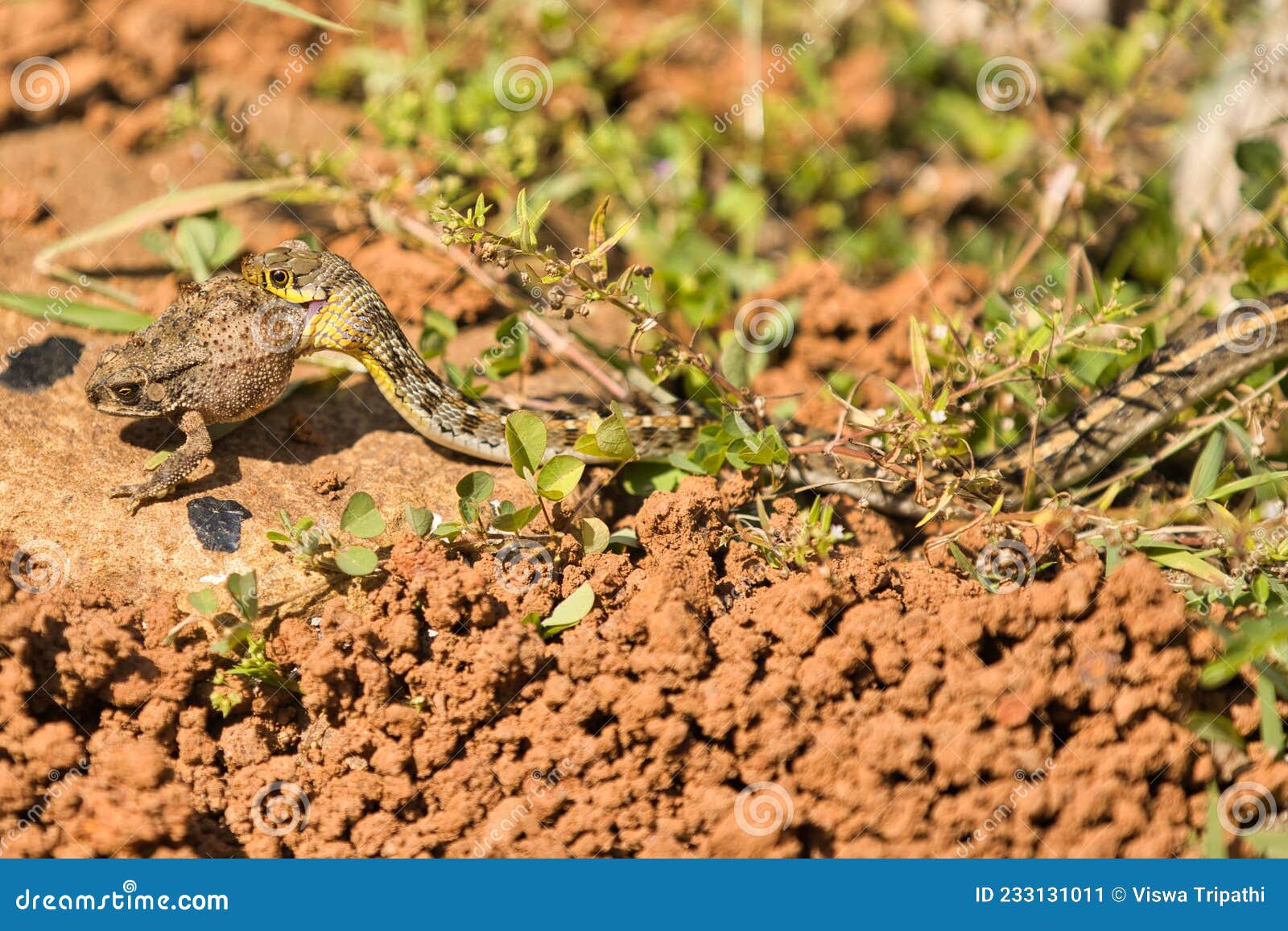 Buff Striped Keelback Snake with Kill Which is Frog Stock Image - Image ...