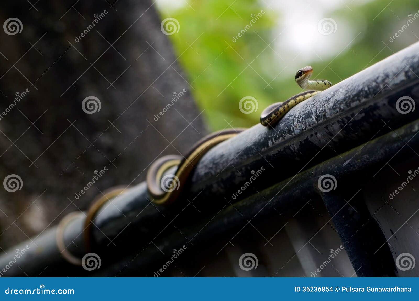 Buff Striped Keelback Snake, Amphiesma Stolata From Kaas Plateau ...