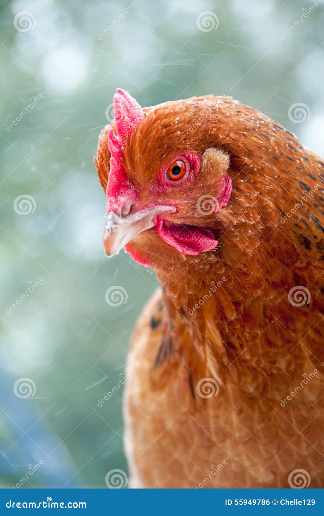 Buff Sussex hen stock photo. Image of buff, chicken, beak - 55949786