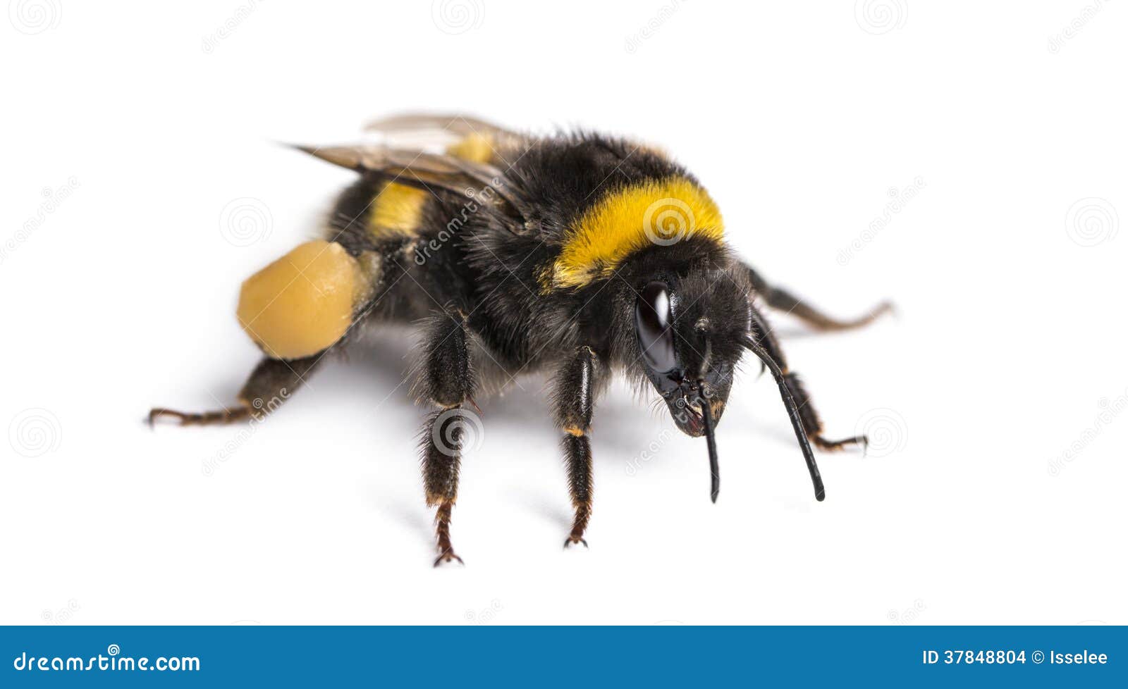 Bumblebee / Bombus Terrestris Royalty-Free Stock Photography ...
