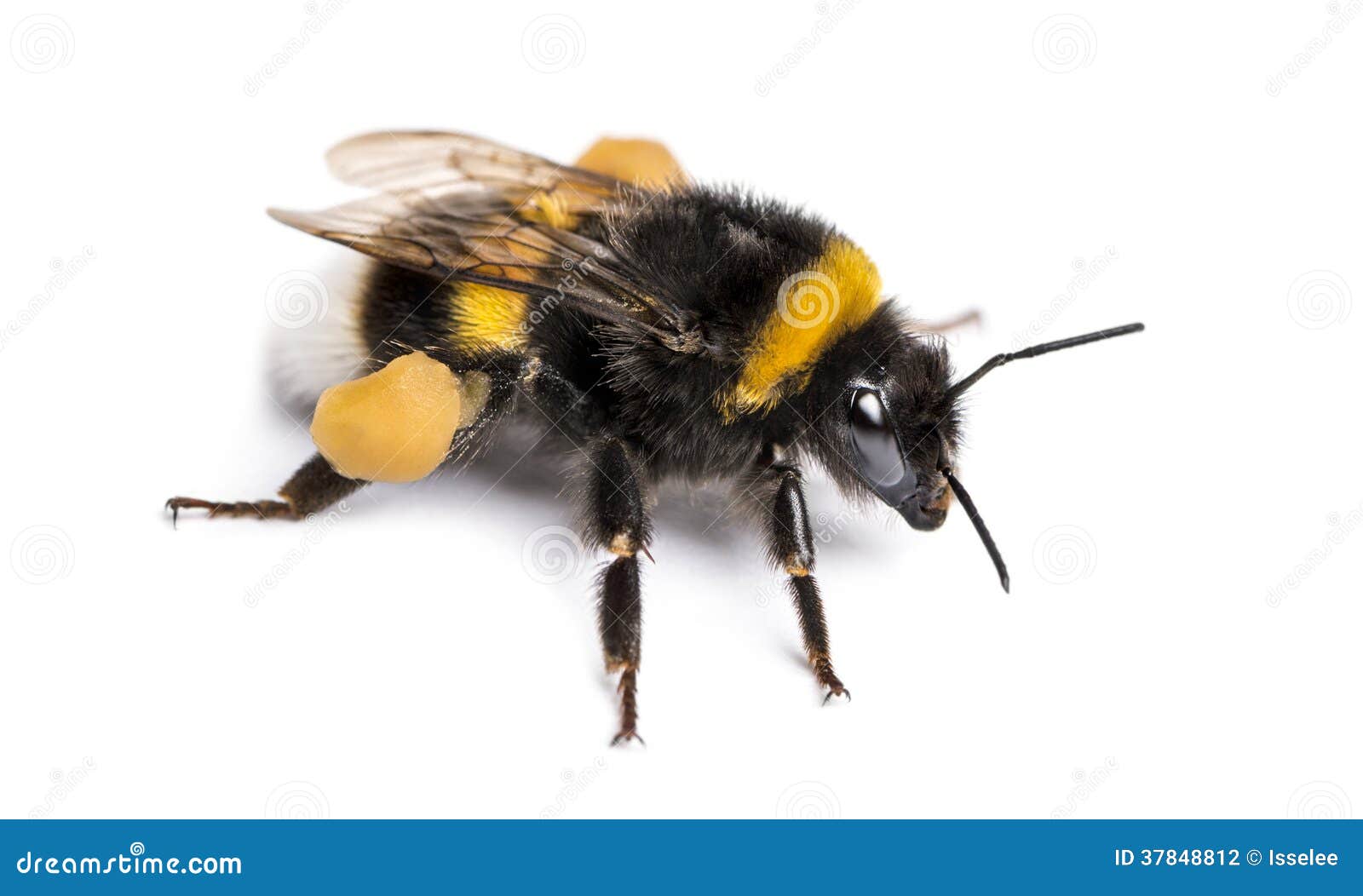 Buff-tailed Bumblebee, Bombus Terrestris, Isolated Stock Photo - Image ...