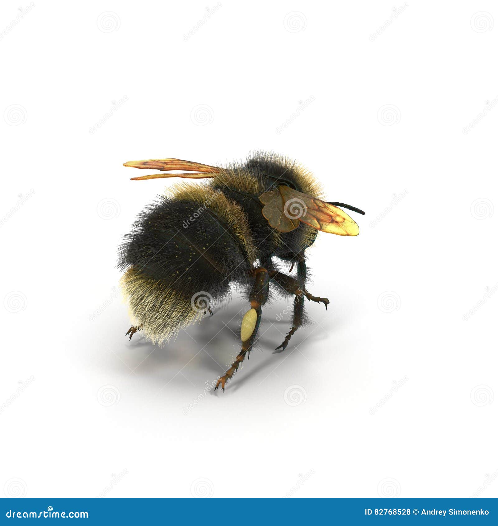 Buff-tailed Bumblebee, Bombus Terrestris, Isolated on White. 3D ...