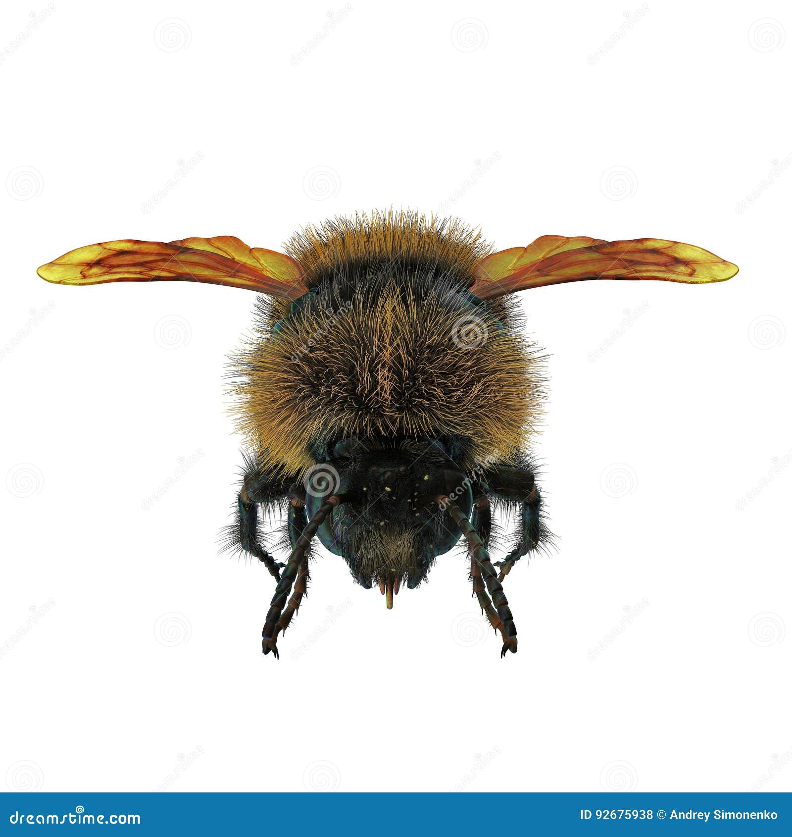 Bumblebee Bombus Terrestris Illustration, Drawing, Engraving, Ink, Line ...