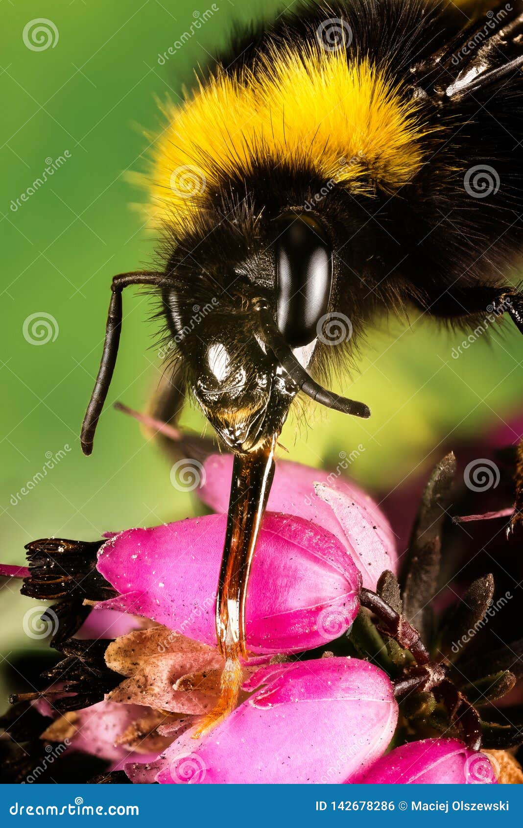 Buff-tailed Bumblebee, Bumblebee, Bombus Terrestris Stock Photo - Image ...