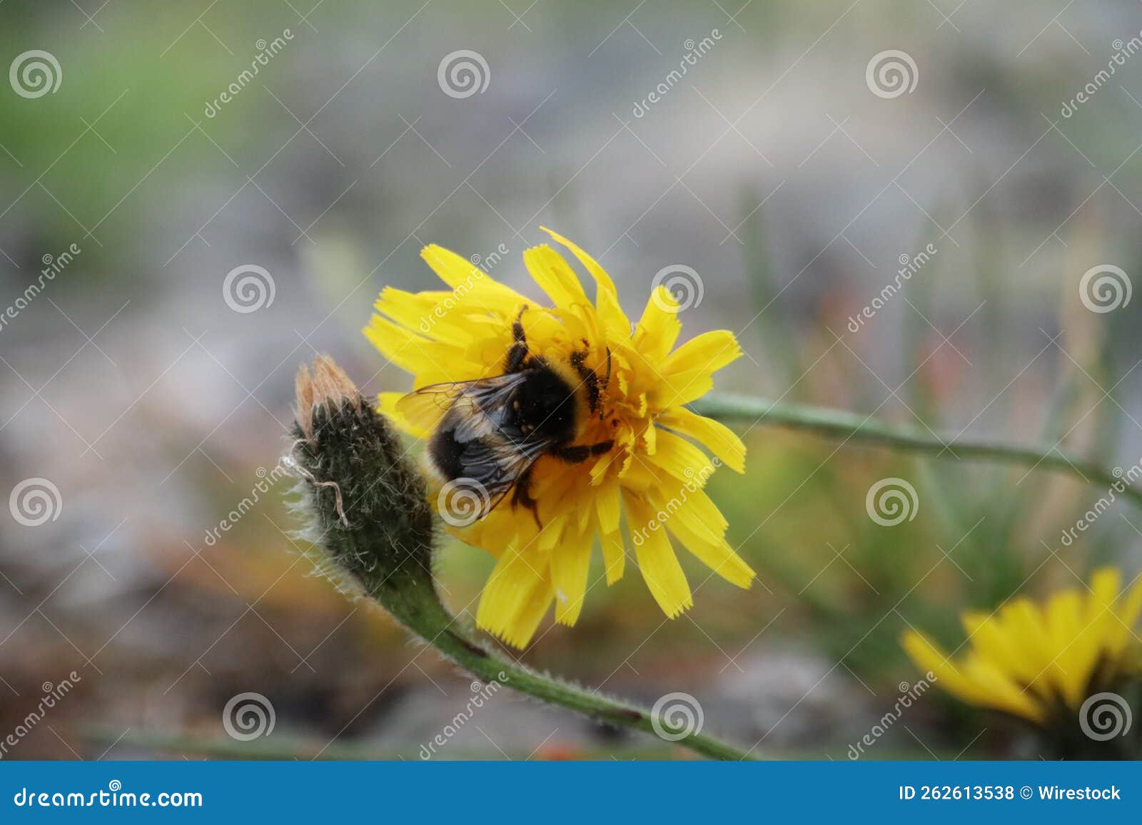 Buff-tailed Bumblebee Insect on a Flower in the Field. Stock Photo ...