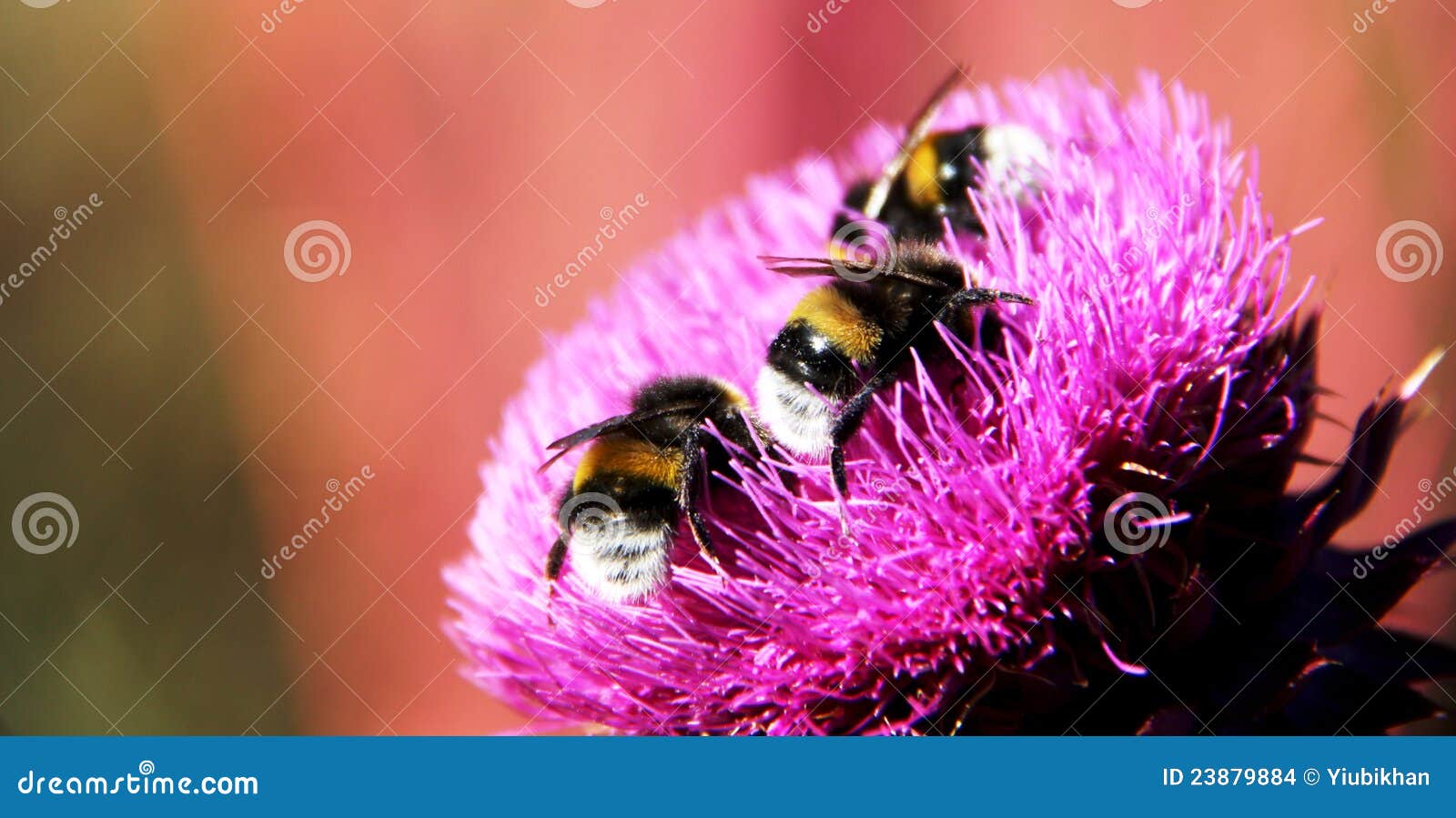 Buff-tailed Bumblebee/large Earth Bumblebee Stock Photo - Image of ...