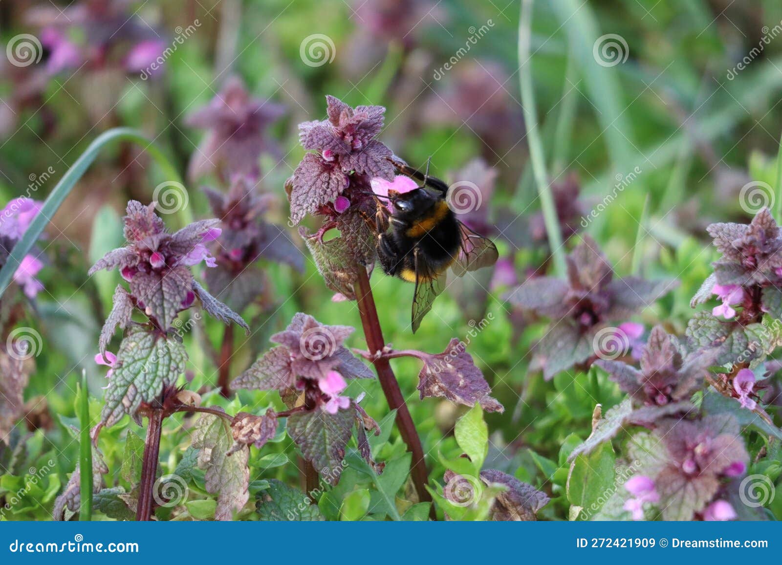 Buff-tailed Bumblebee on Purple Deadnettle Stock Image - Image of ample ...