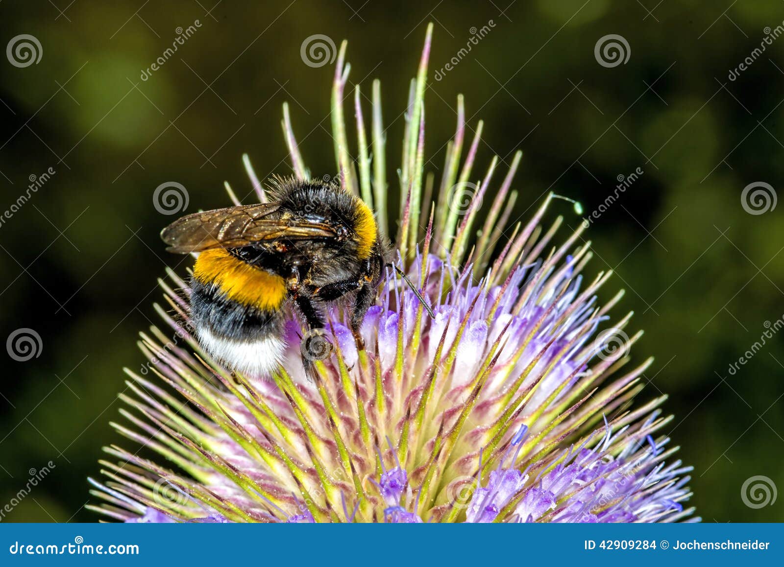 Buff-tailed Bumblebee on Teasel Stock Photo - Image of nature, insect ...