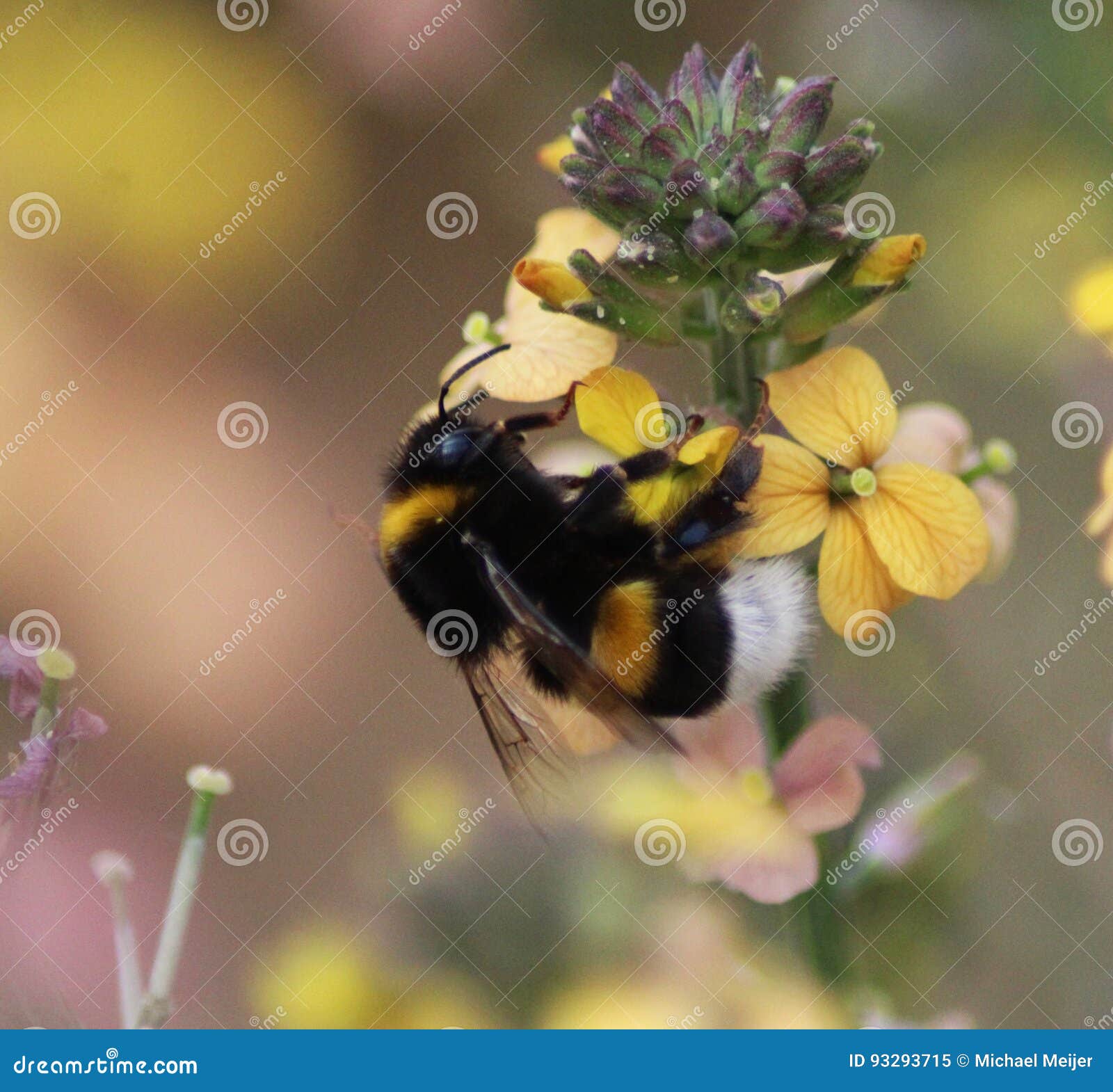 Buff-tailed Bumblebee on Yellow Flower Stock Image - Image of blossom ...