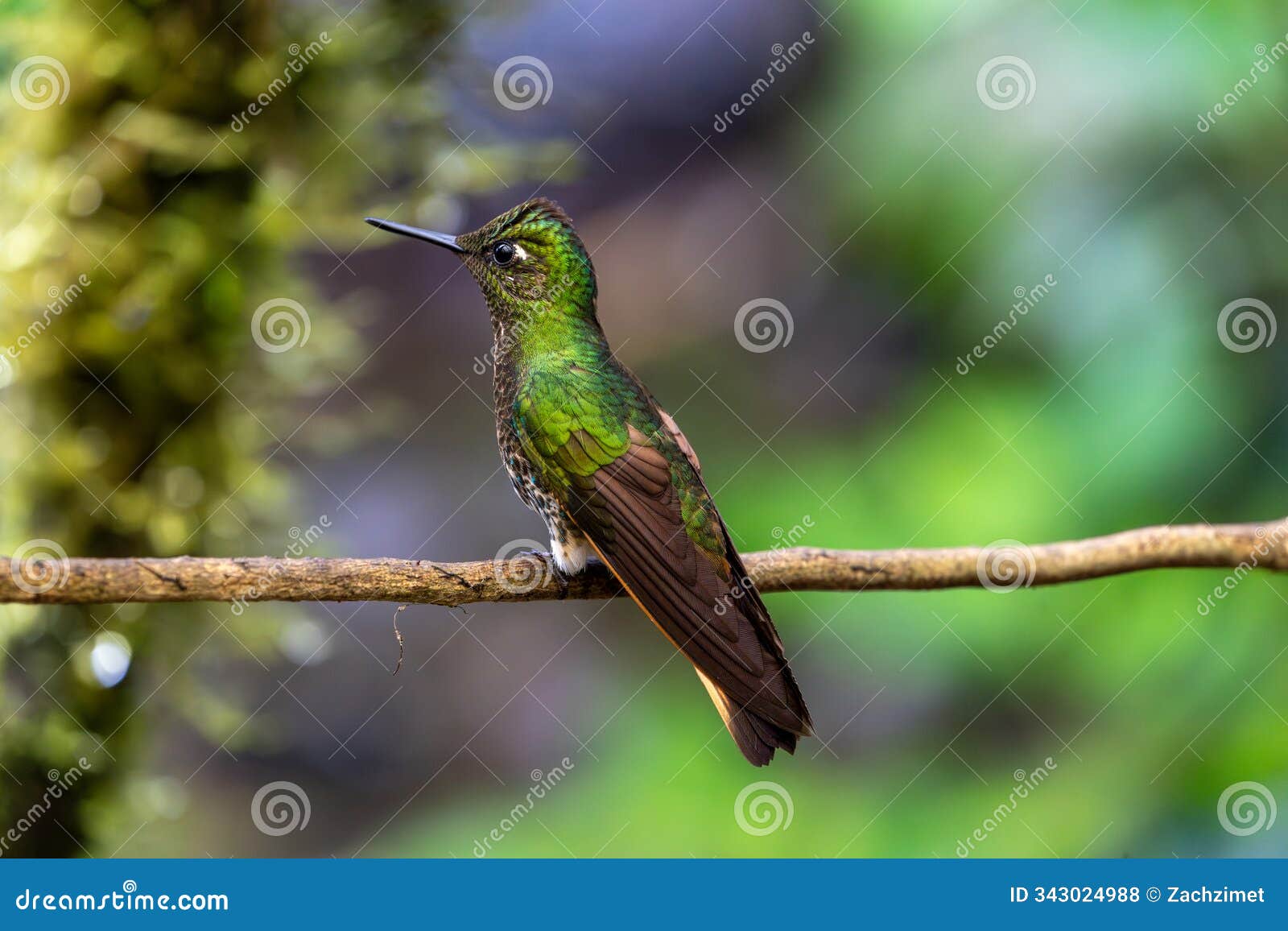 Buff-tailed Coronet Hummingbird Facing Left. Back View with Left Wing ...