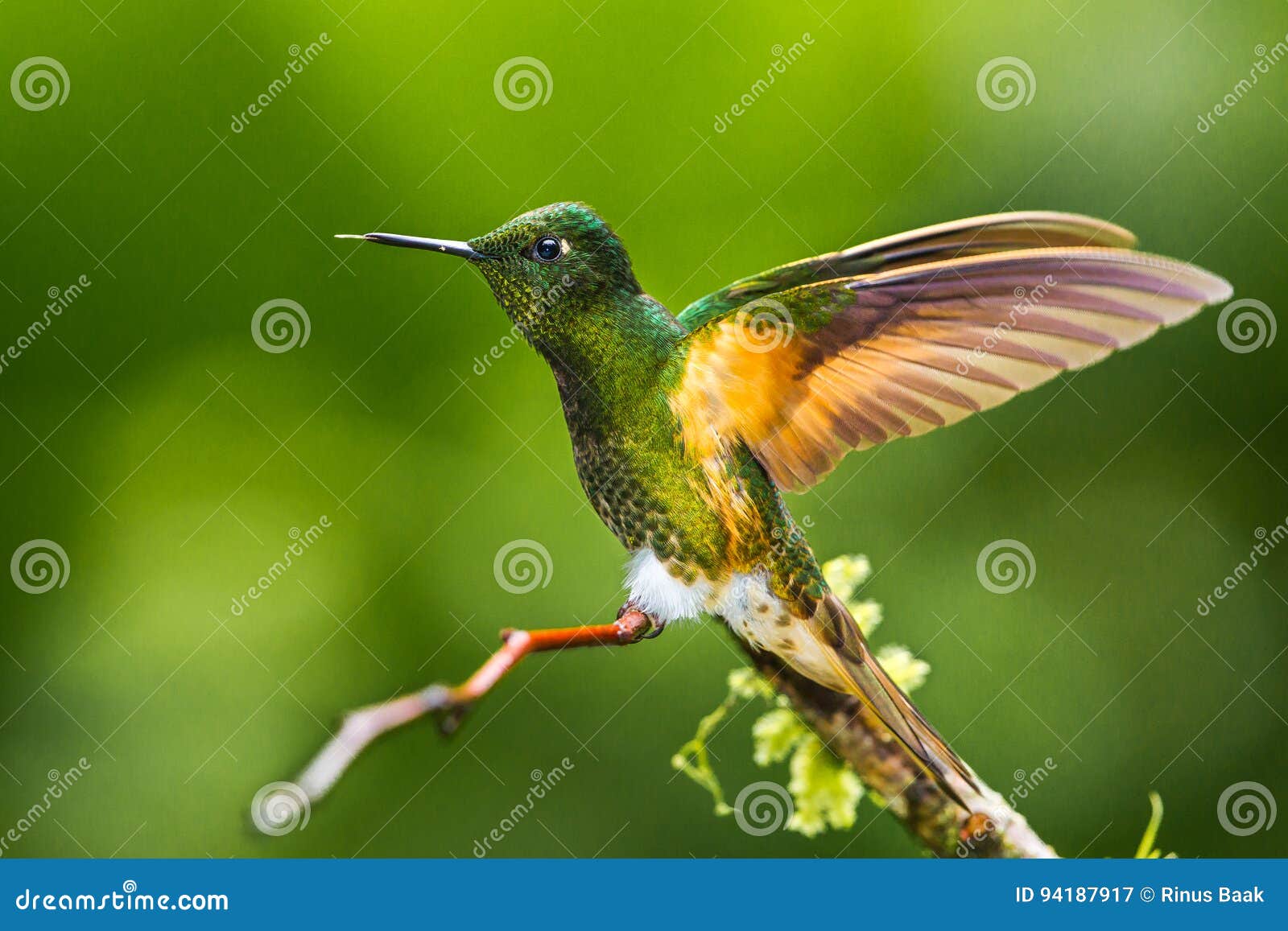 Buff Tailed Coronet stock image. Image of birding, perch - 94187917
