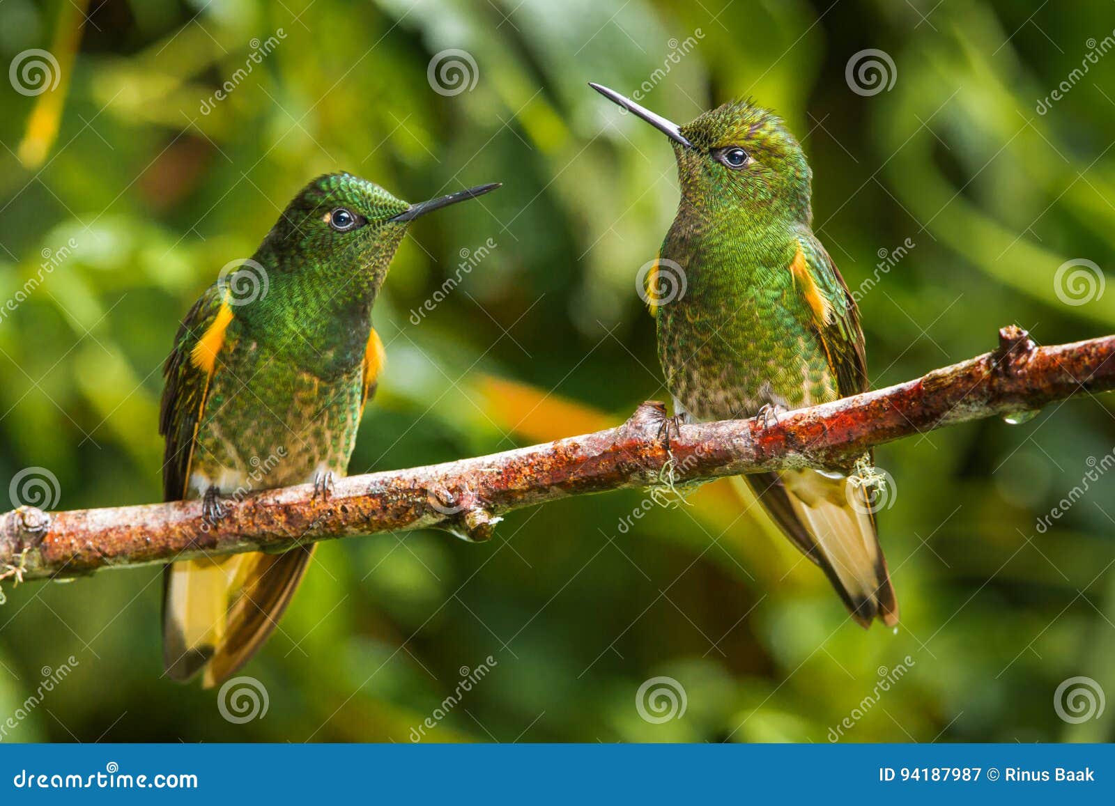 Buff Tailed Coronet stock image. Image of bird, perching - 94187987