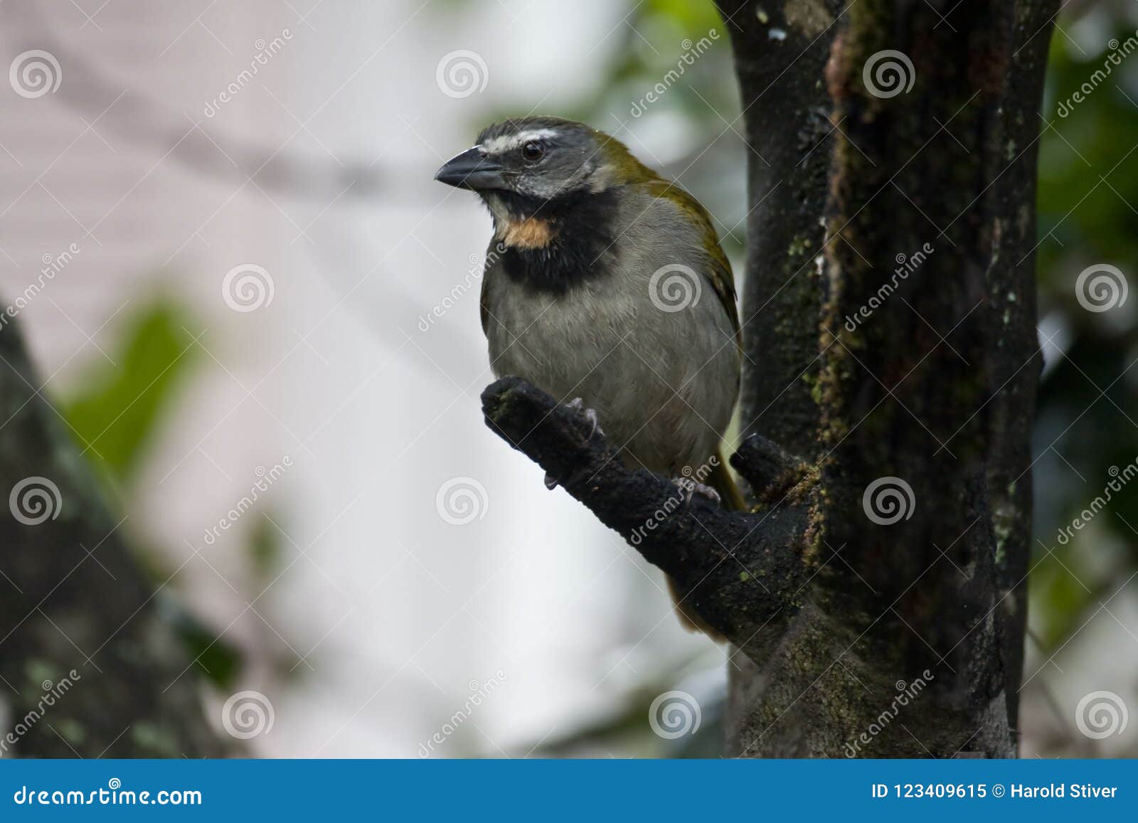 Buff-throated Saltator, Saltator Maximus, Perched in Tree Stock Image ...