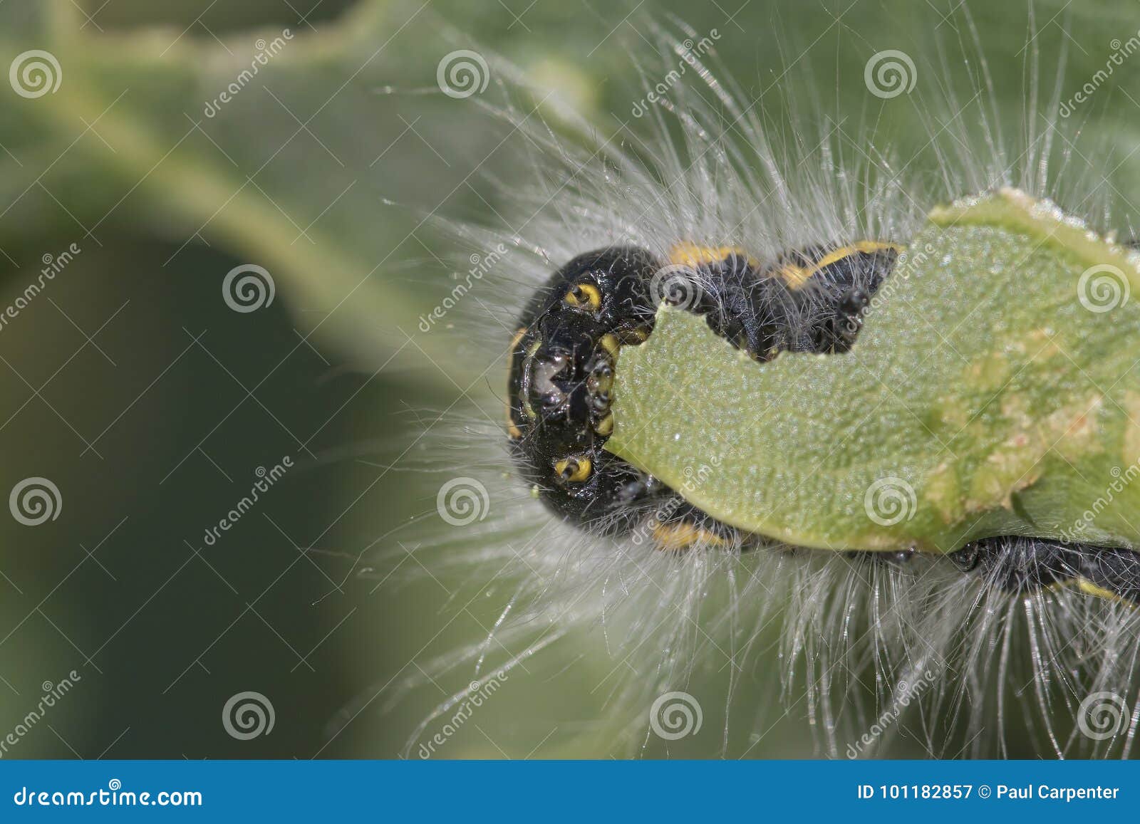 Buff-tip Caterpillar Had Close Up Stock Image - Image of flight ...