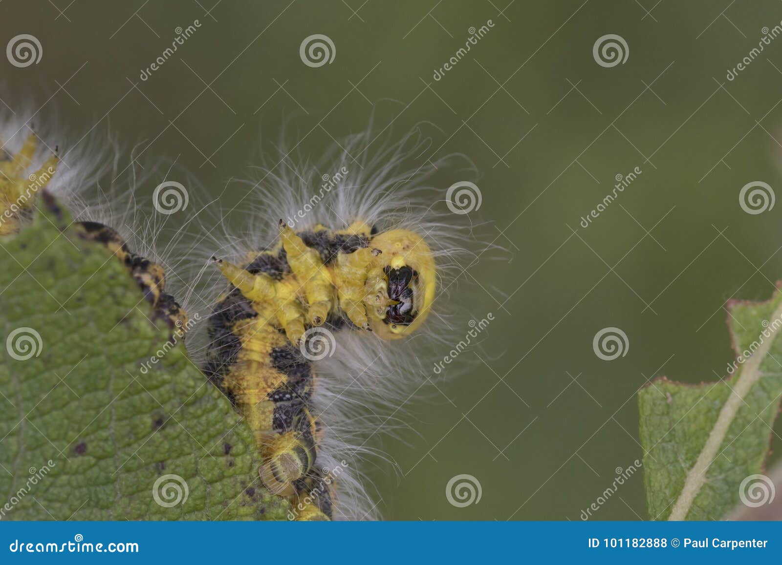 Buff-tip Caterpillar Had Close Up Stock Photo - Image of expressions ...