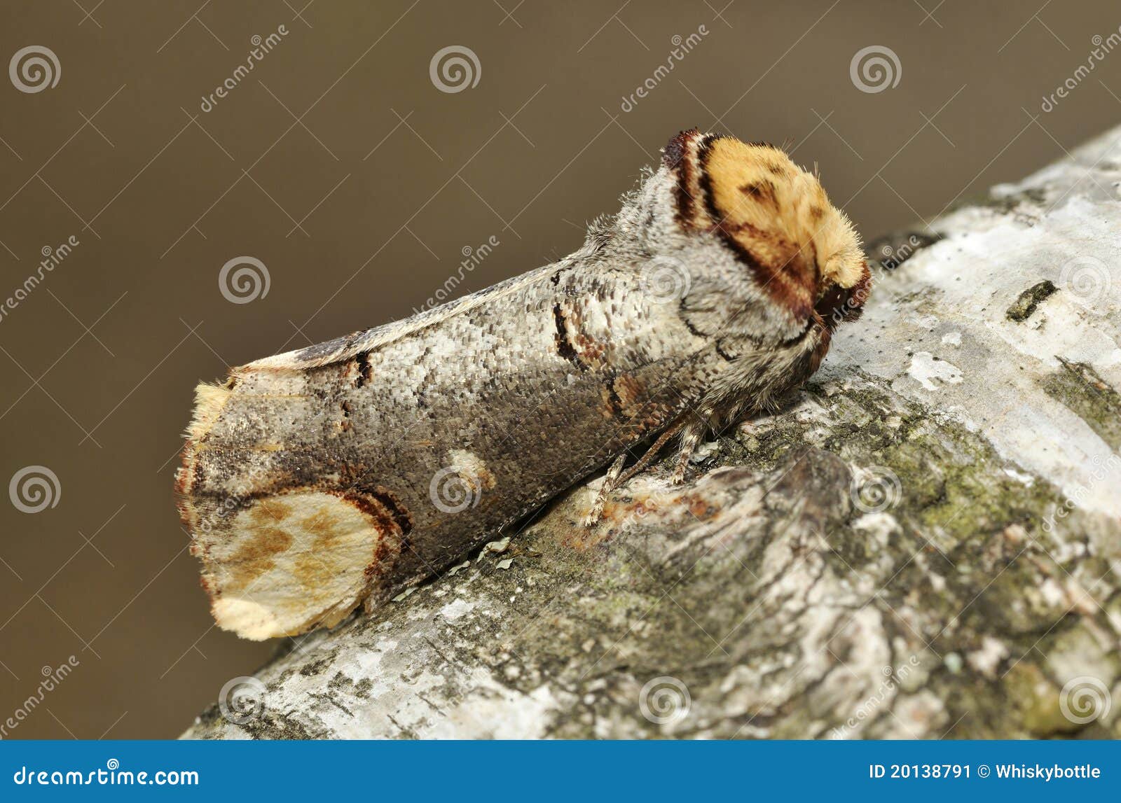 Buff-tip Moth stock image. Image of buff, bucephala, branch - 20138791