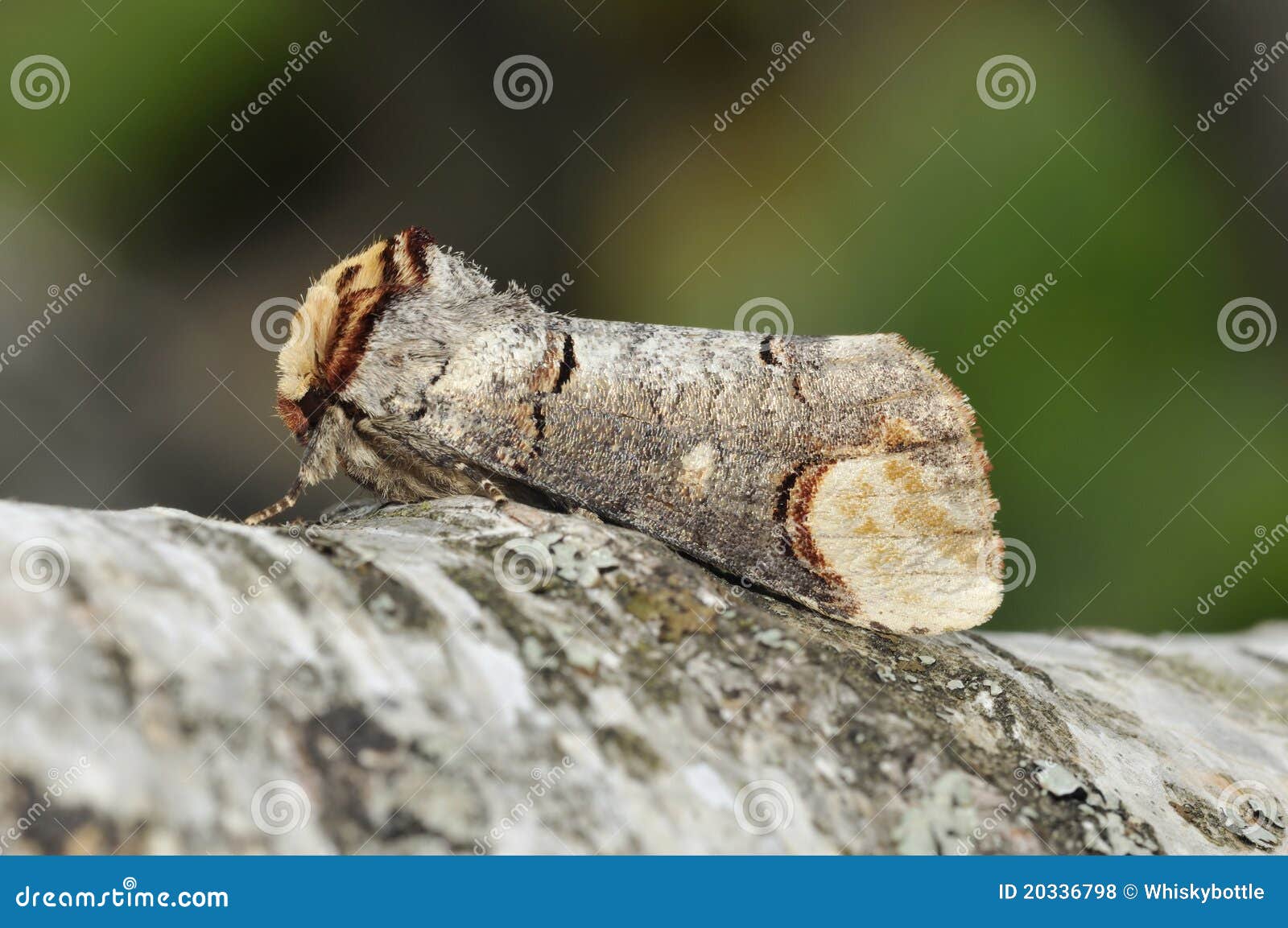 Buff-tip Moth stock photo. Image of phalera, common, woodland - 20336798