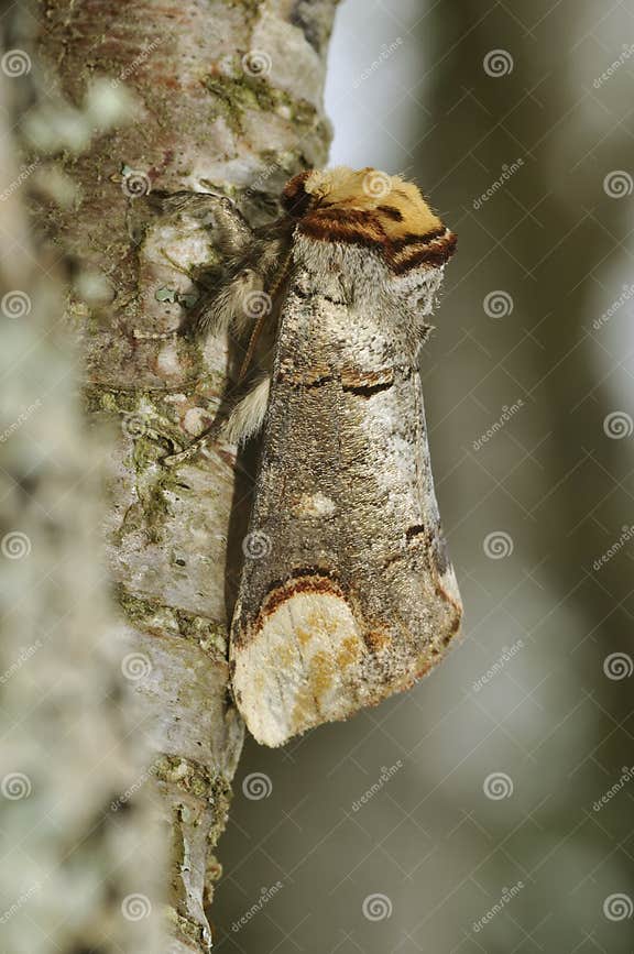 Buff-tip Moth stock image. Image of close, england, lepidoptera - 20756583
