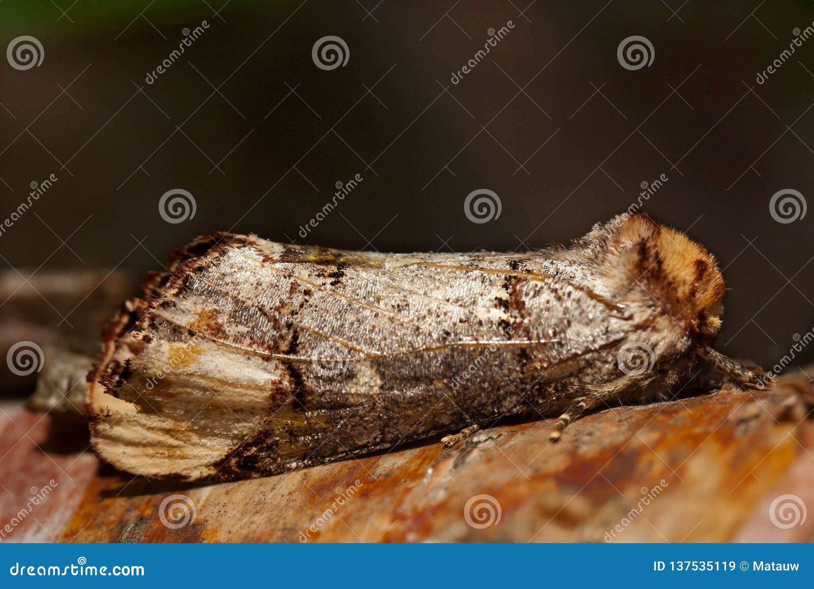 Buff-tip moth stock image. Image of twig, buff, notodontidae - 137535119