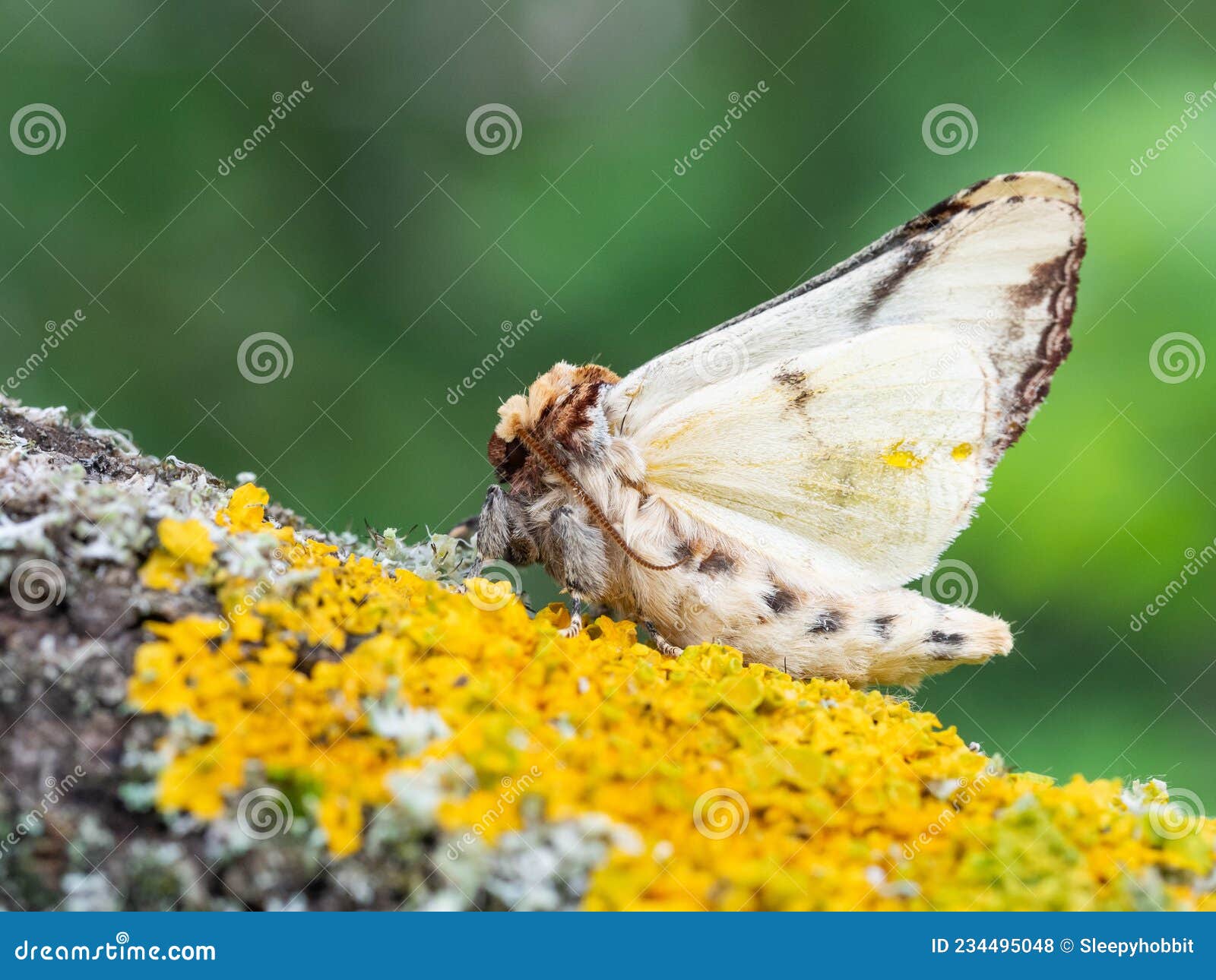 Buff-tip Phalera Bucephala Moth on Old Tree Stock Photo - Image of ...