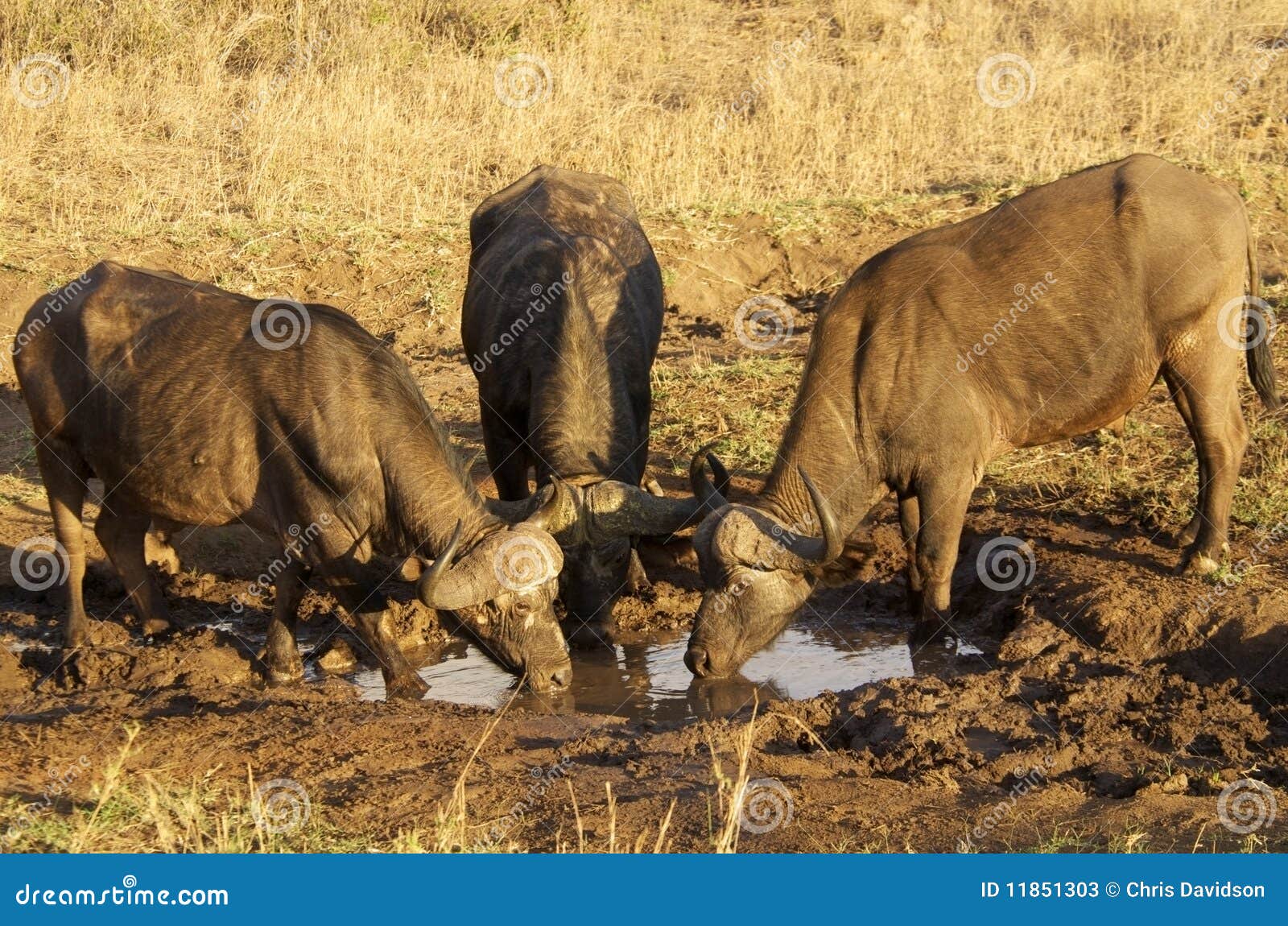 Buffallo imagem de stock. Imagem de animal, quênia, rebanho - 11851303